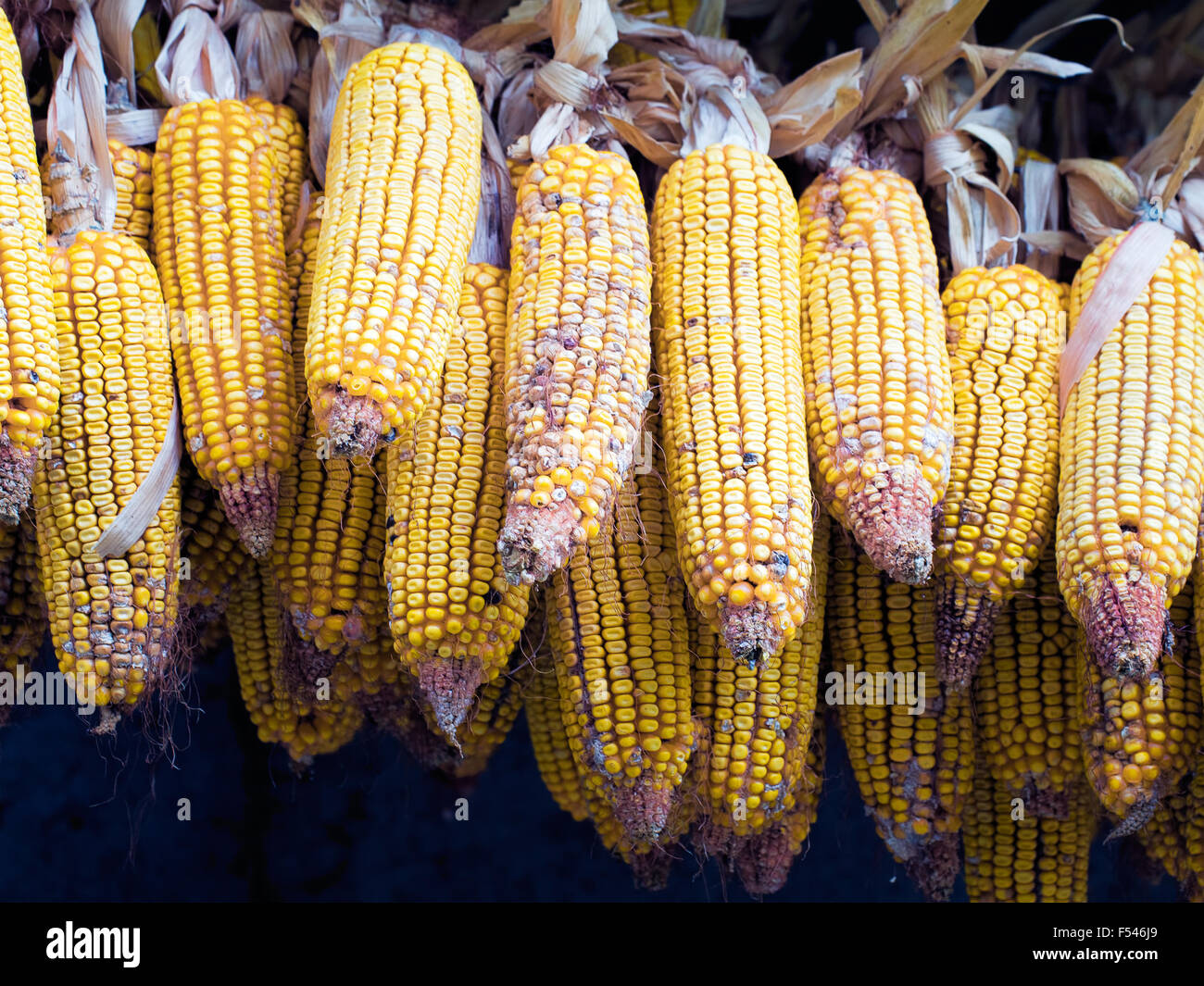 Drying maize cobs hi-res stock photography and images - Alamy