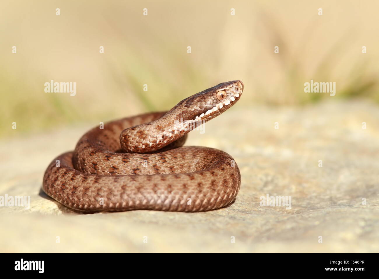 beautiful european common adder basking on stone ( Vipera berus Stock ...
