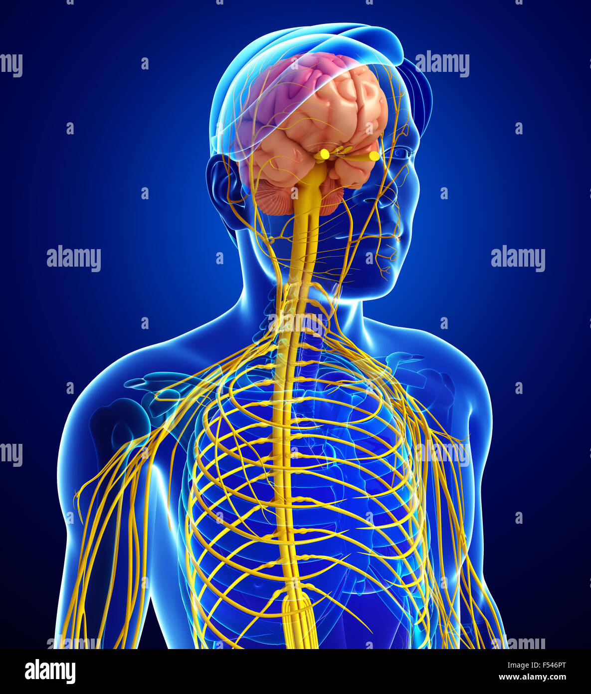 Illustration of Male nervous system artwork Stock Photo - Alamy
