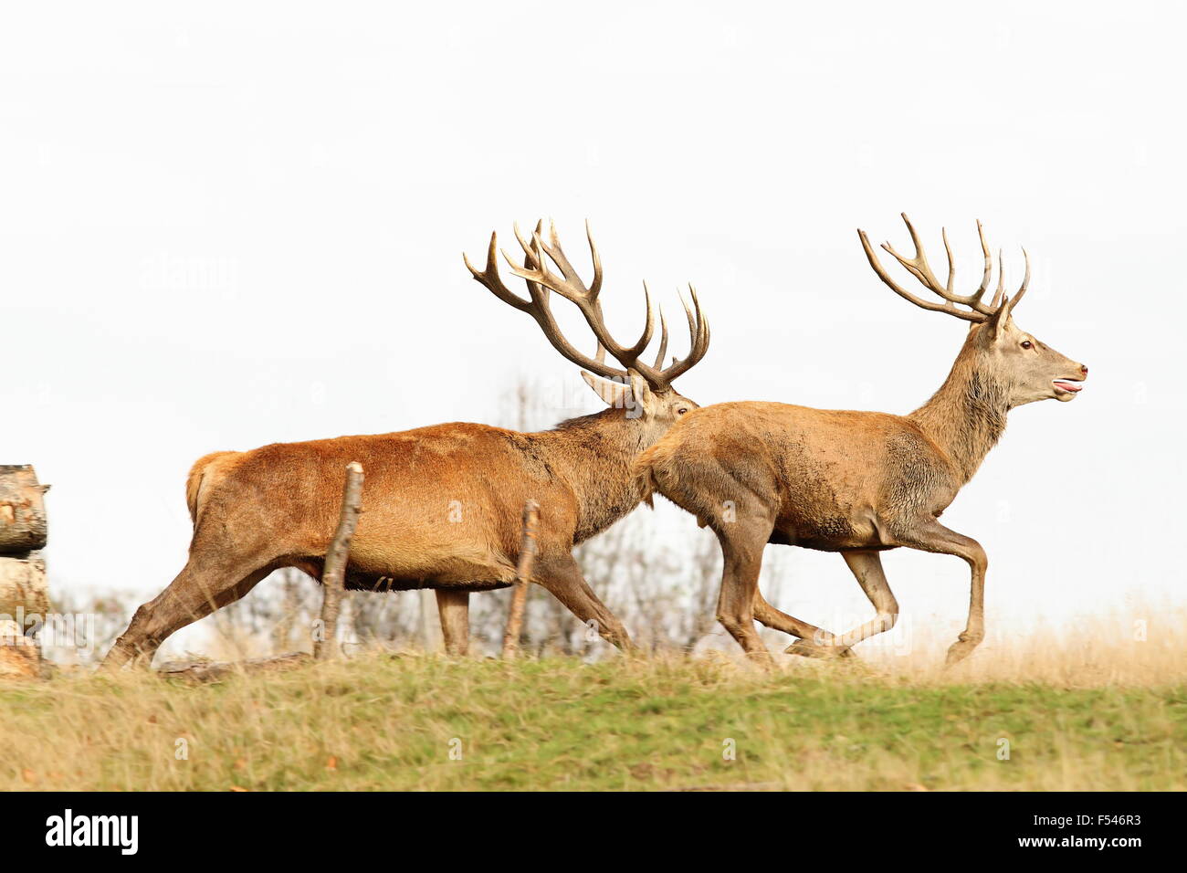 two beautiful red deer bucks running ( Cervus elaphus males Stock Photo ...
