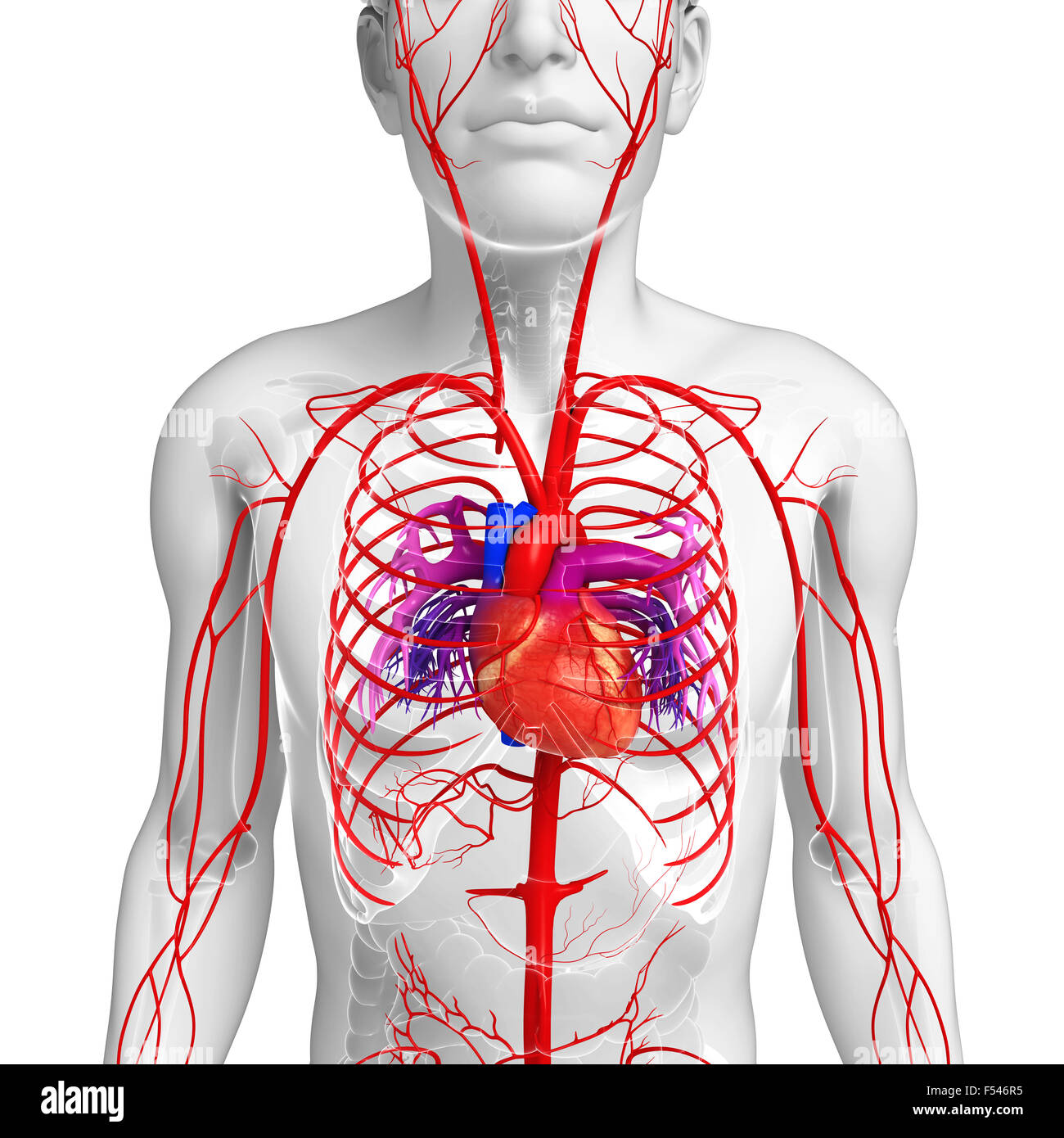 3d rendered illustration of male arterial system Stock Photo - Alamy