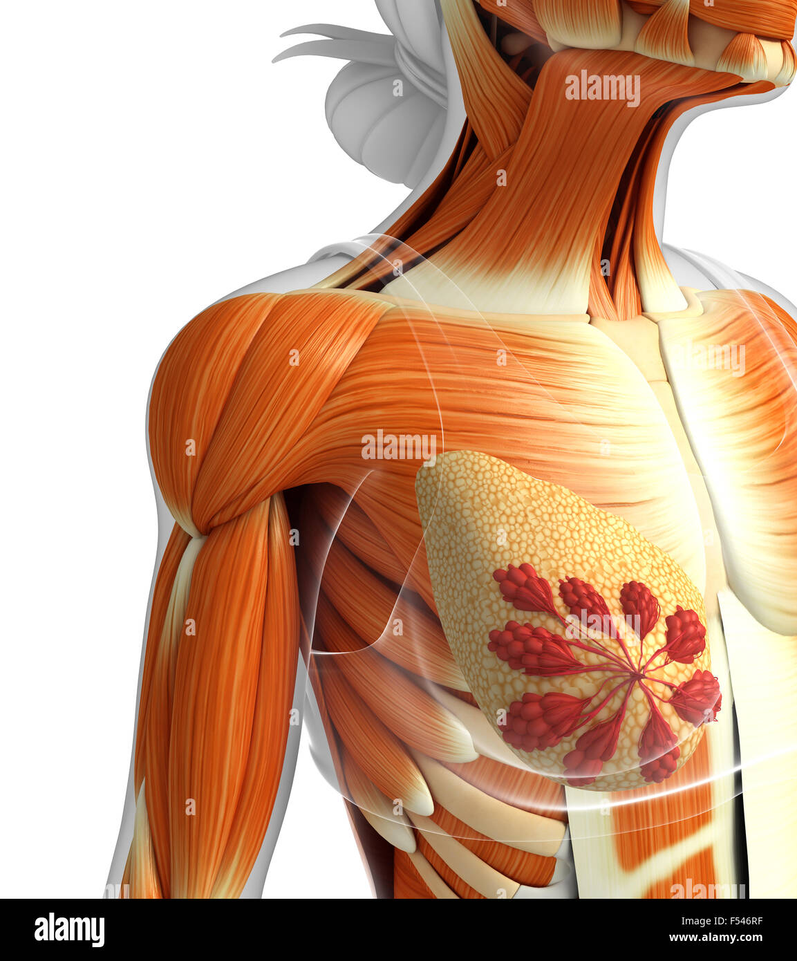 3d rendered illustration of human body anatomy Stock Photo - Alamy