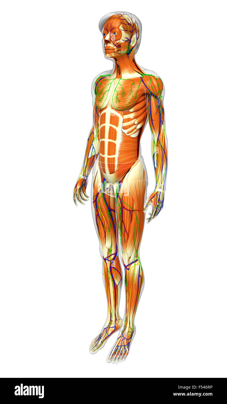 3d rendered illustration of human body anatomy Stock Photo - Alamy
