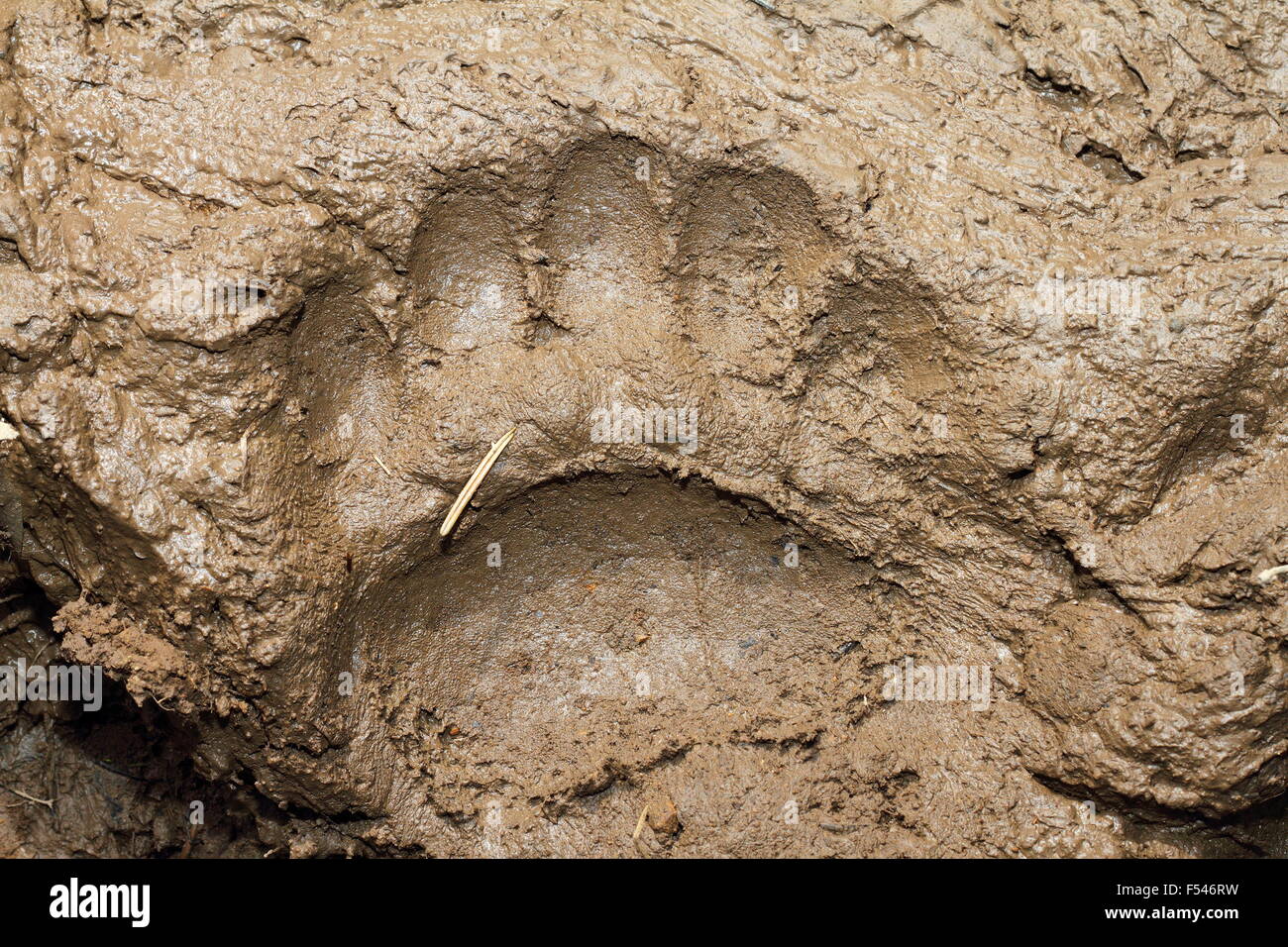 Bear tracks in mud hi-res stock photography and images - Alamy