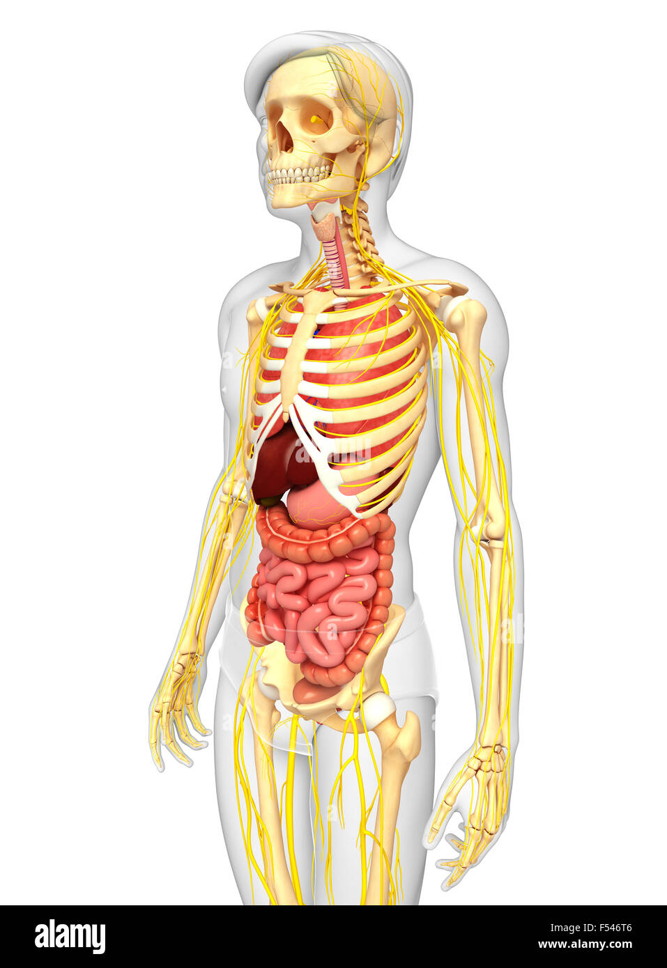 Illustration of male skeleton with nervous and digestive system artwork ...