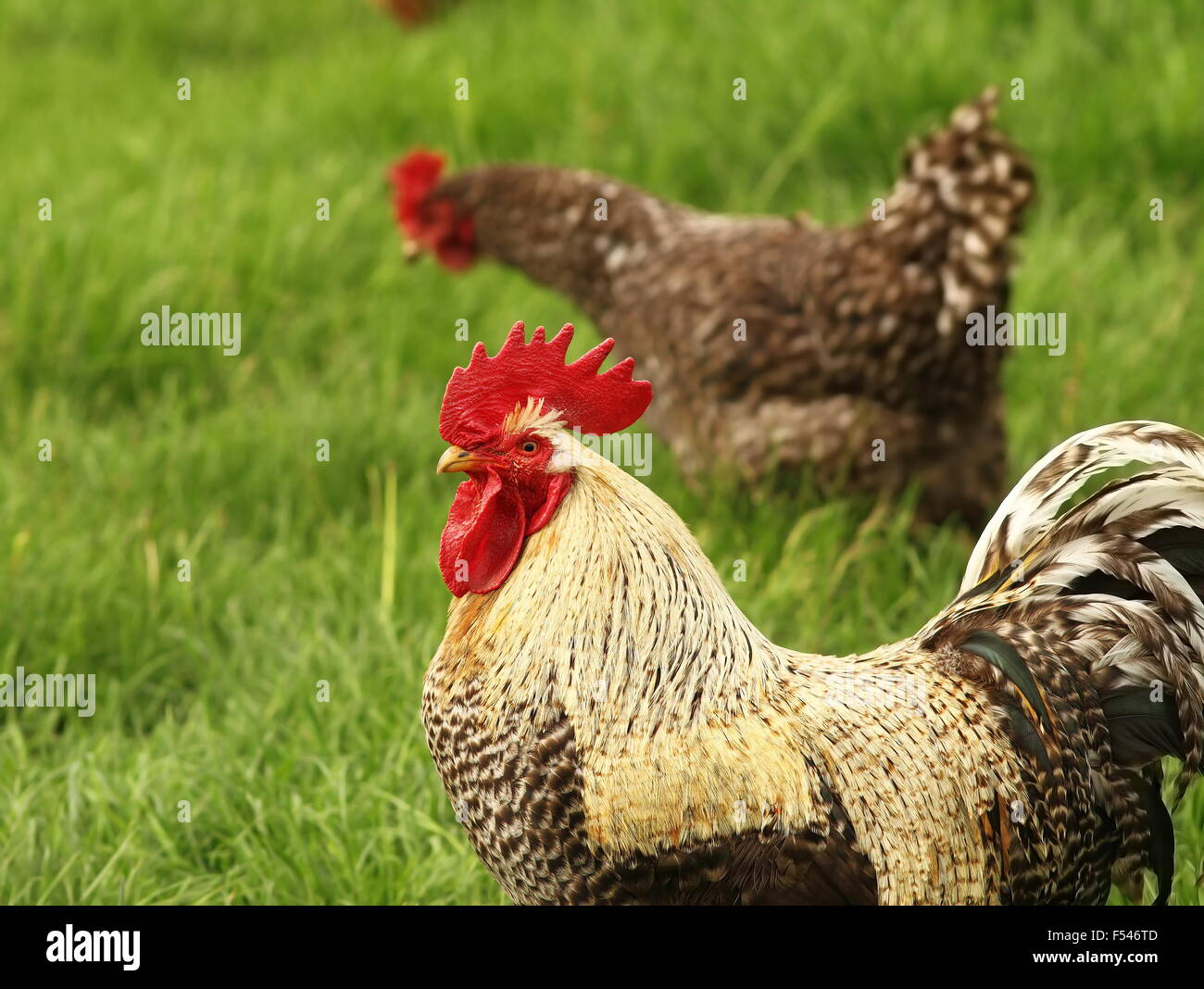 close up of a colorful rooster near bio farm on green lawn Stock Photo ...