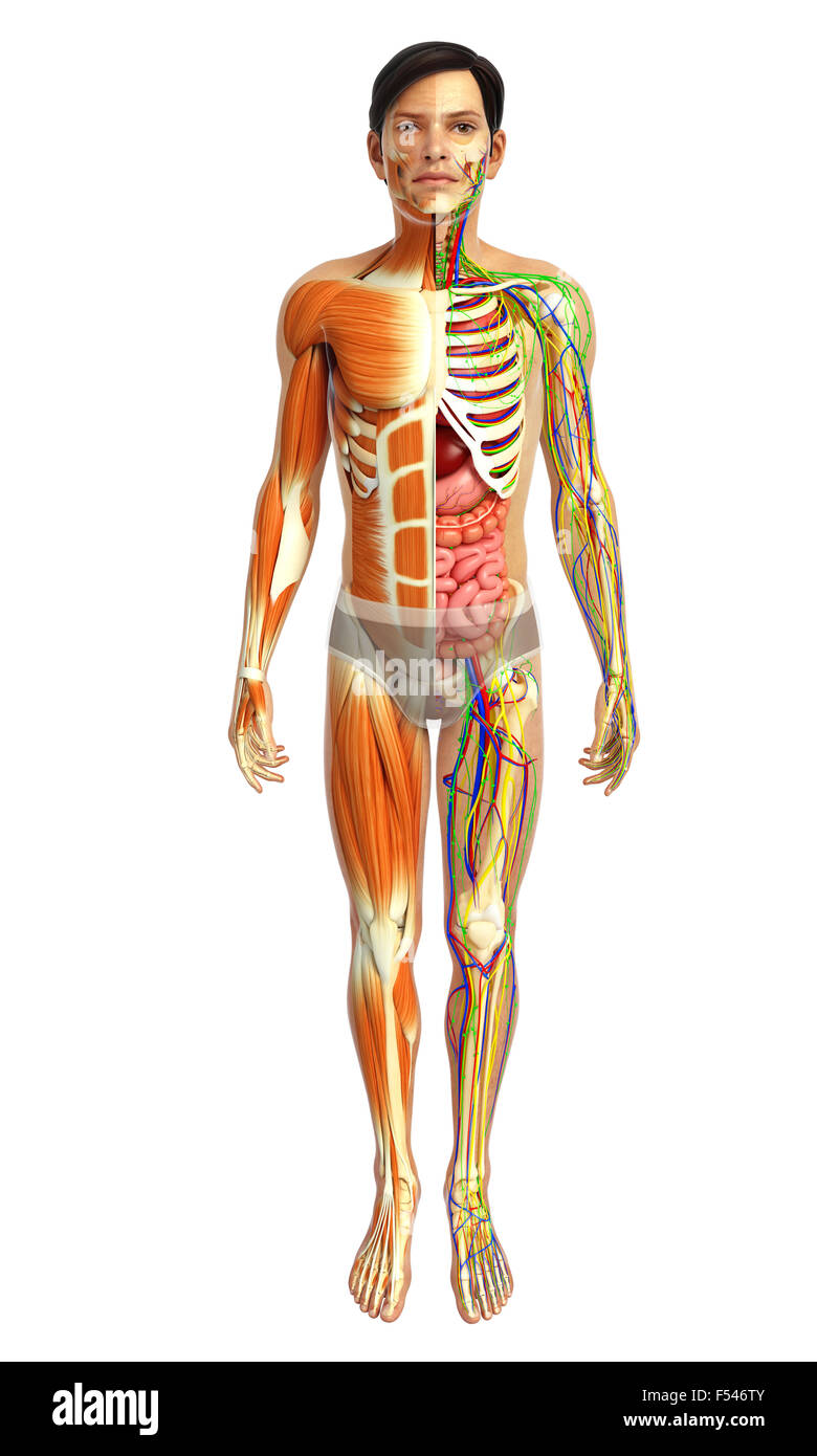 3d rendered illustration of human body anatomy Stock Photo - Alamy