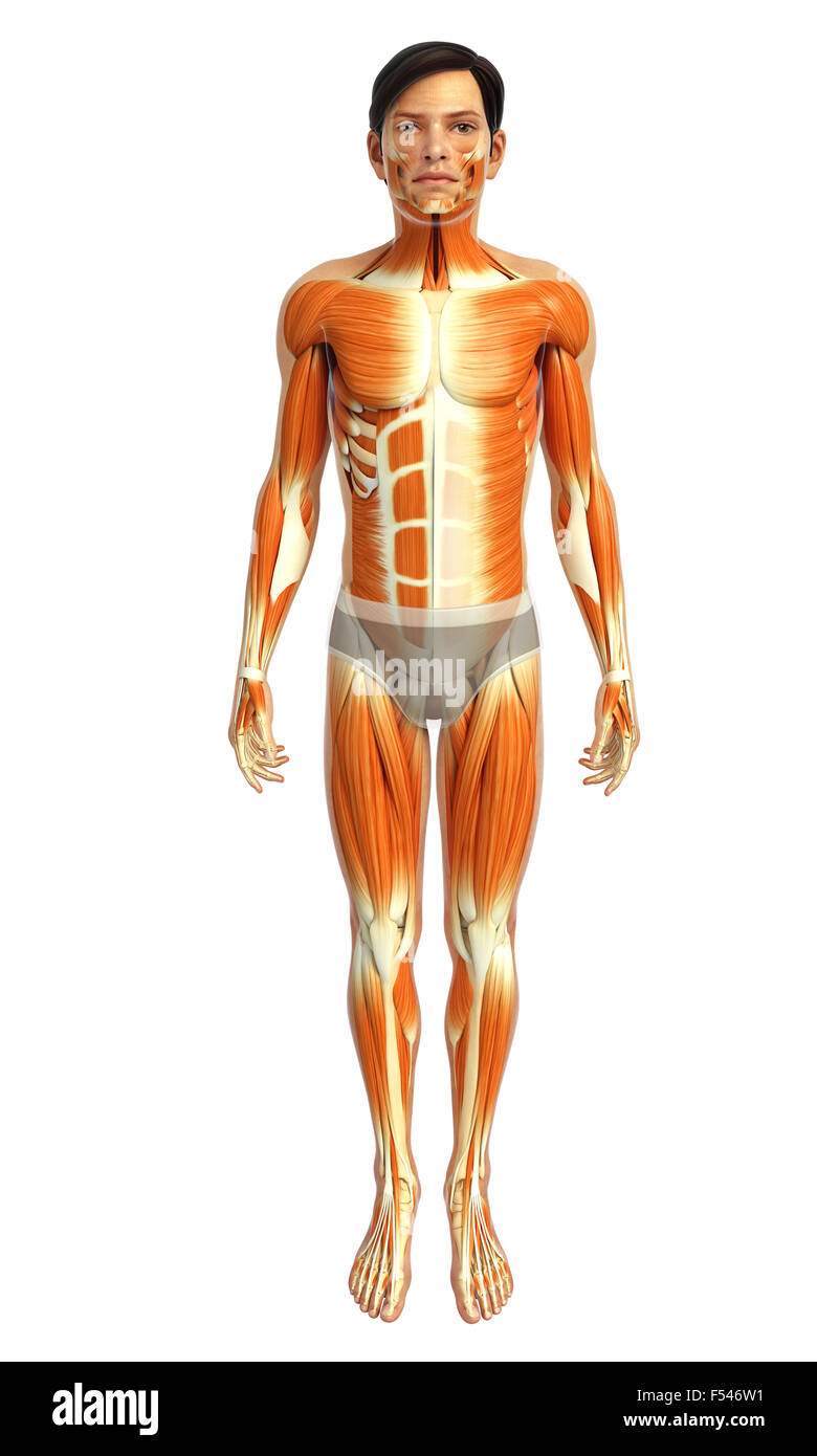3d rendered illustration of human body anatomy Stock Photo - Alamy