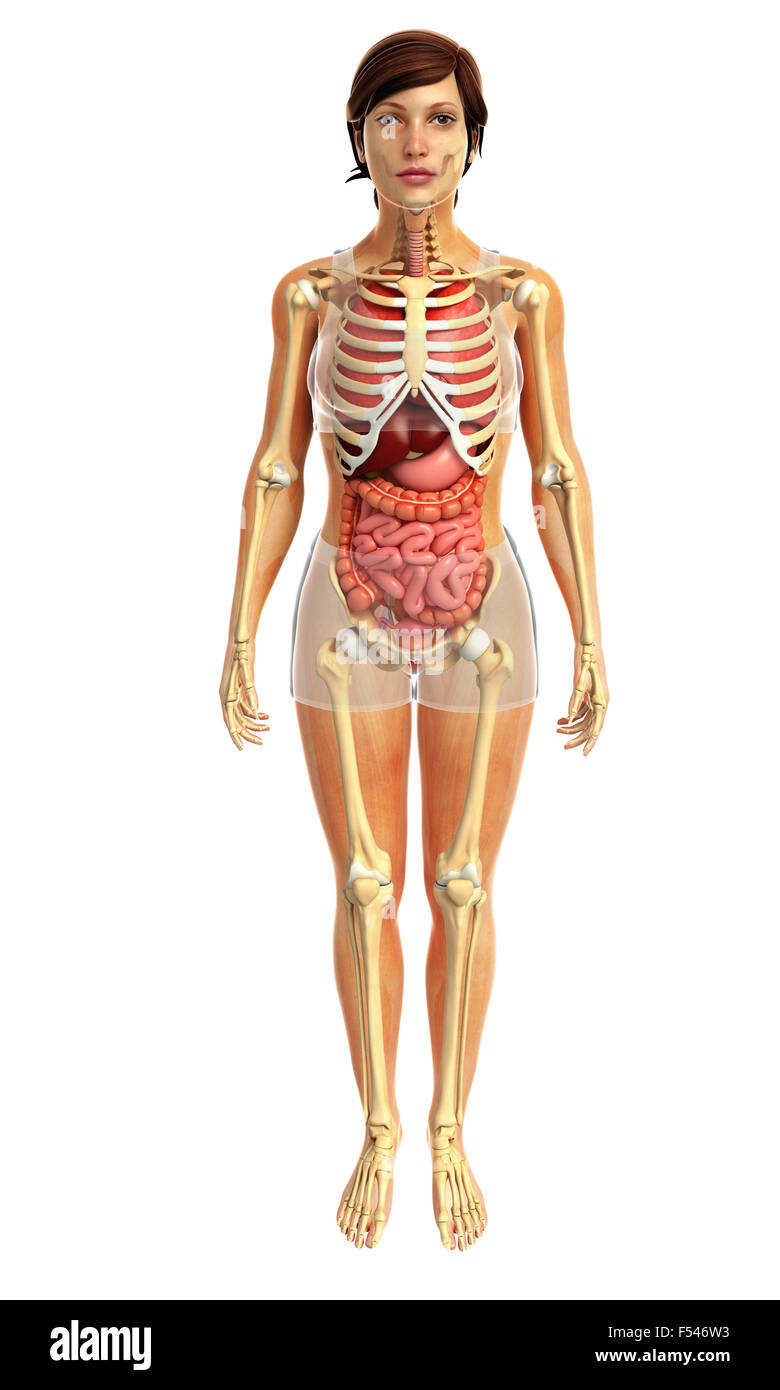 3d rendered illustration of human body anatomy Stock Photo - Alamy