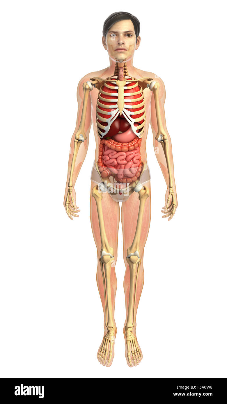 3d rendered illustration of human body anatomy Stock Photo - Alamy