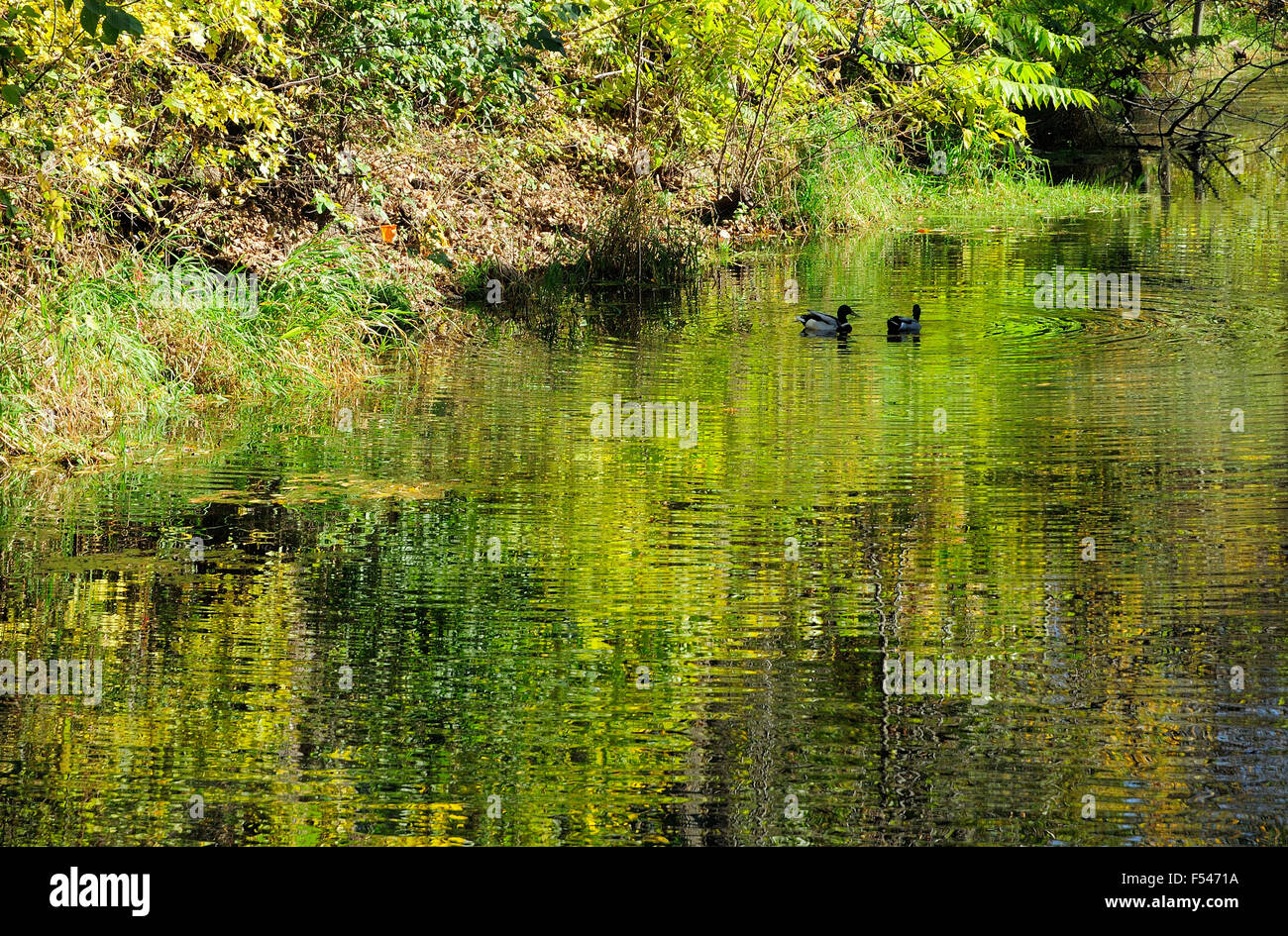 Back channel off Fox River in N. Illinois Stock Photo - Alamy