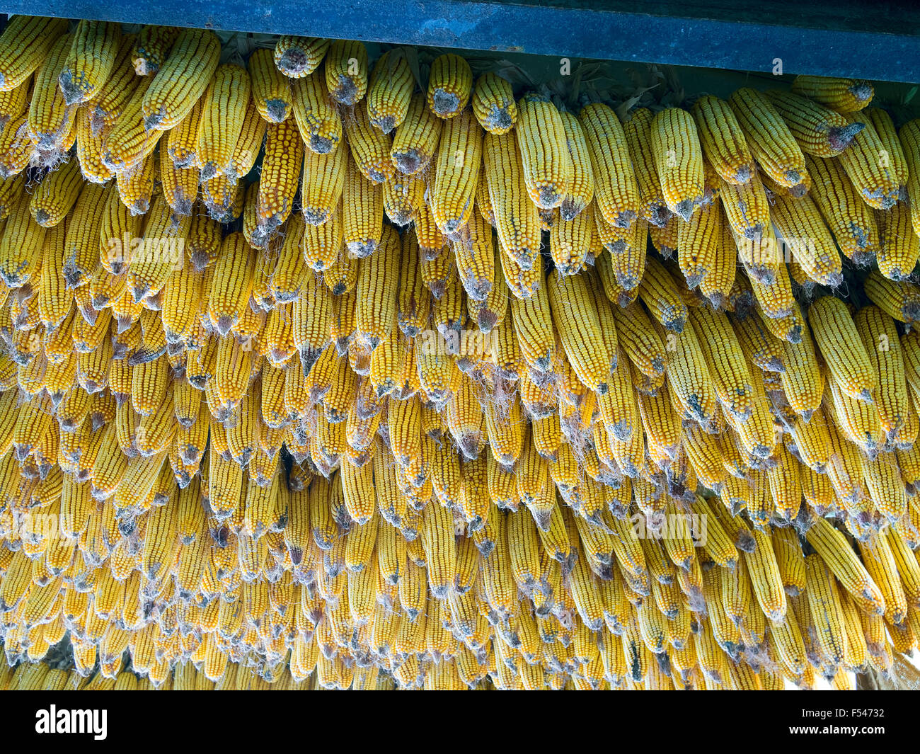 Corn drying for animal food. Hanging in roof of shed Stock Photo - Alamy