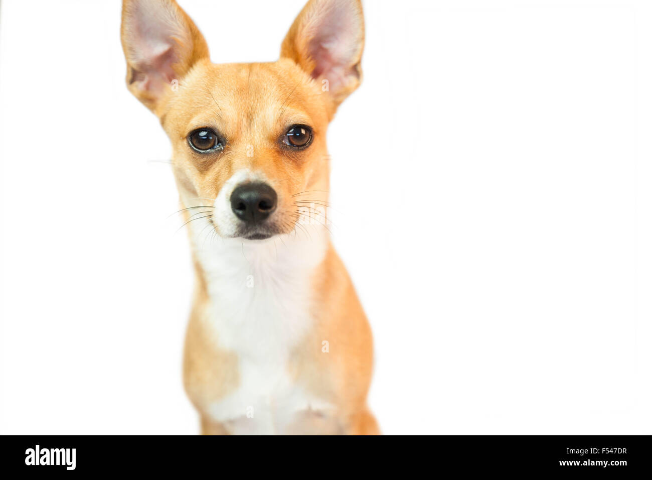 Cute little dog looking at camera Stock Photo - Alamy