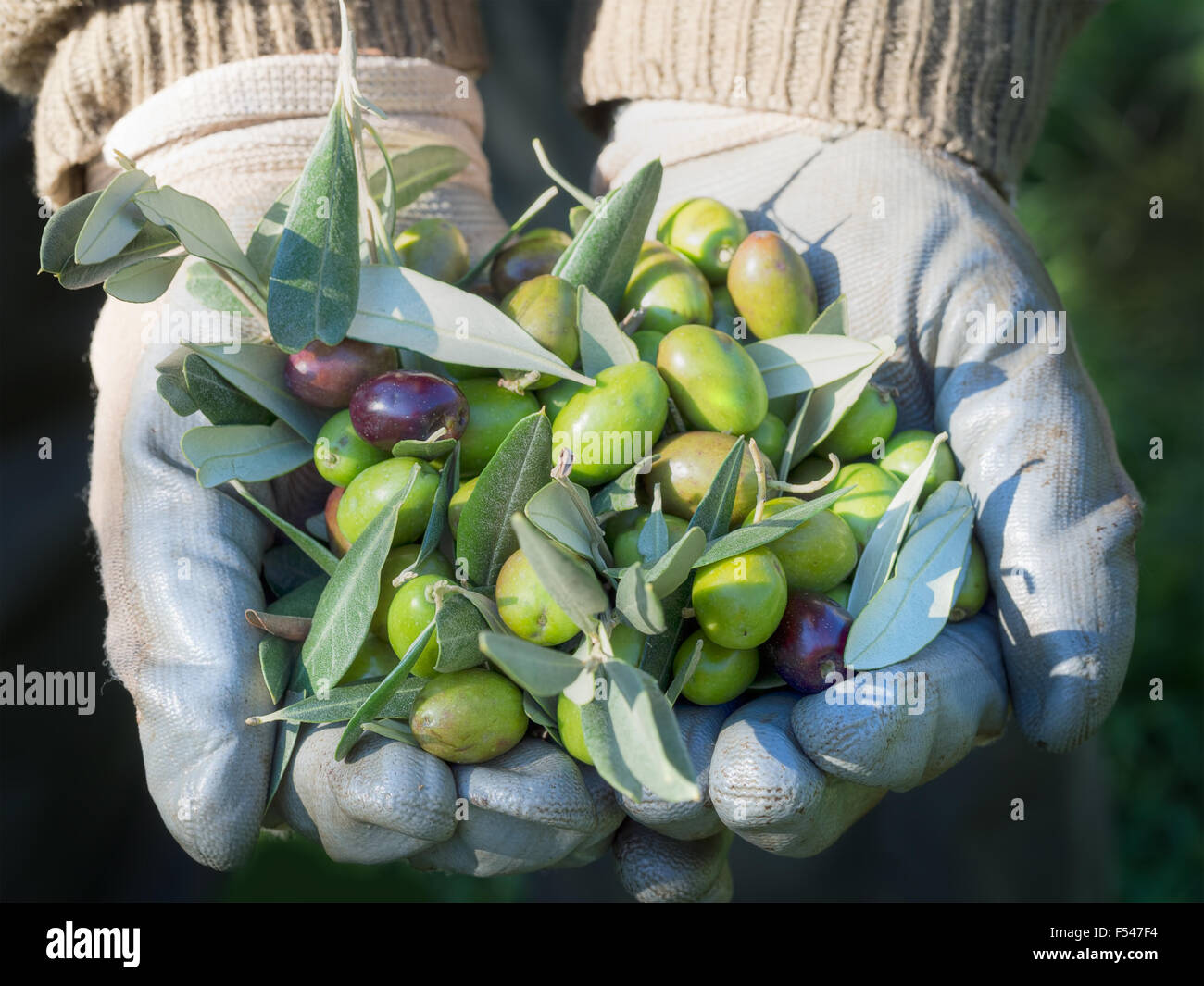 Olive harvest hi-res stock photography and images - Alamy