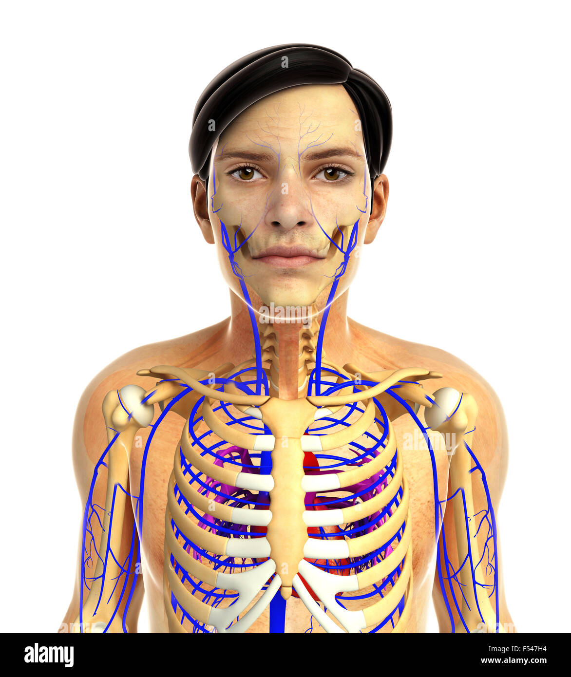 3d rendered illustration of human body anatomy Stock Photo - Alamy