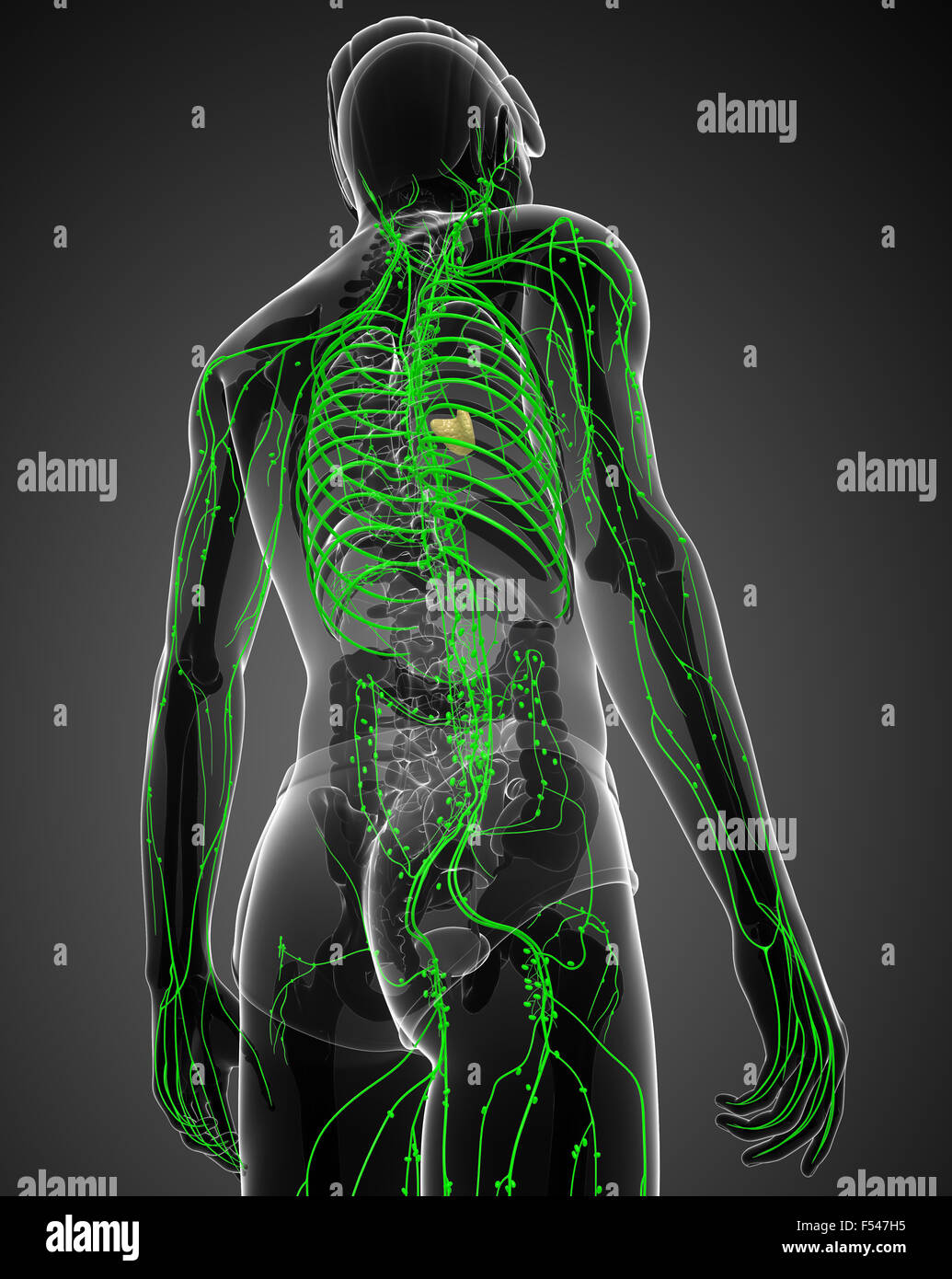 Illustration of male body lymphatic system Stock Photo - Alamy
