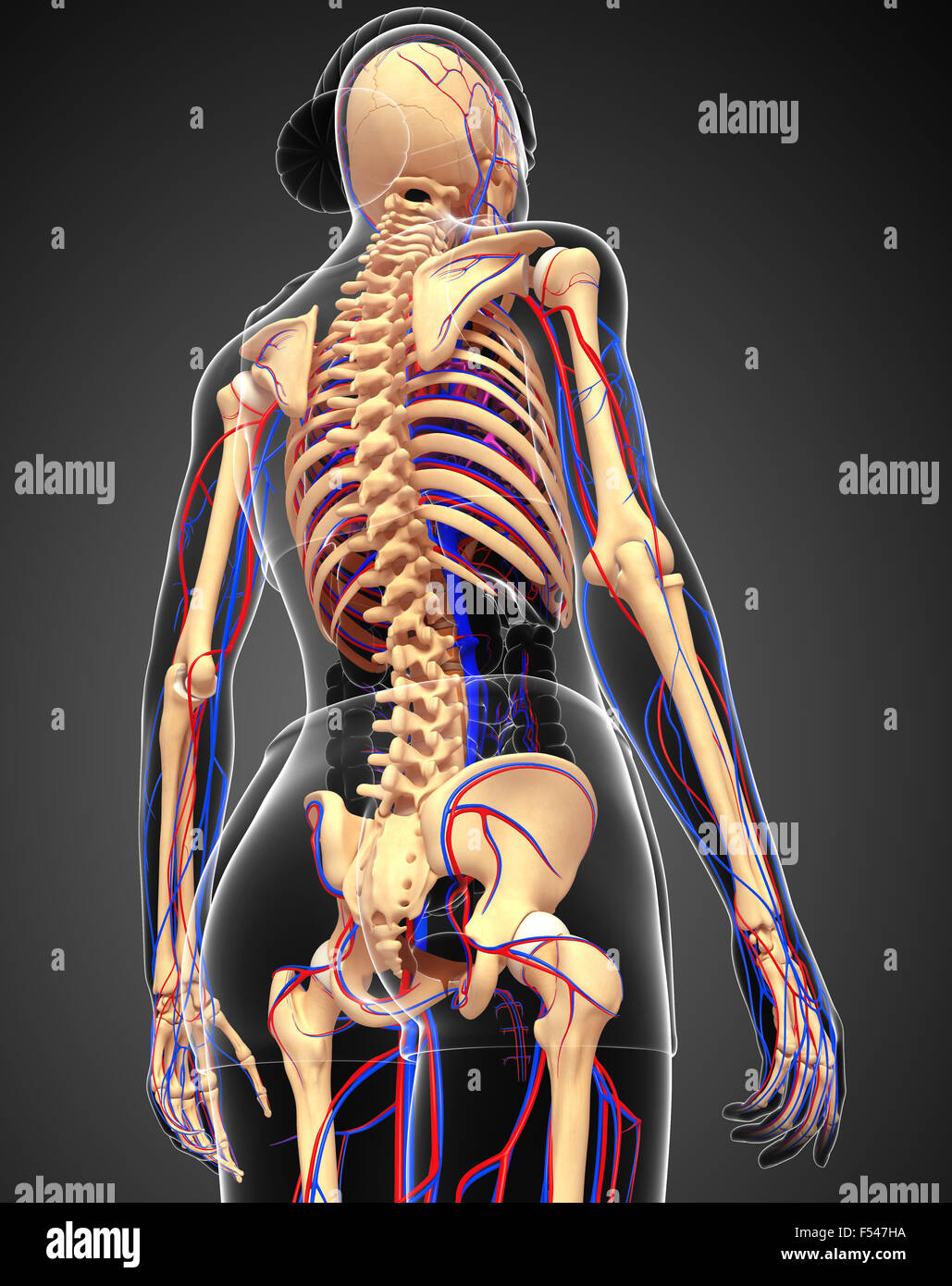 Female pelvic anatomy hi-res stock photography and images - Alamy