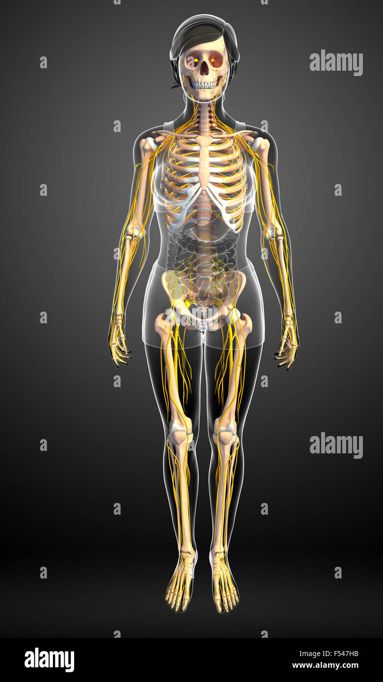 Illustration of female skeleton with nervous system Stock Photo - Alamy