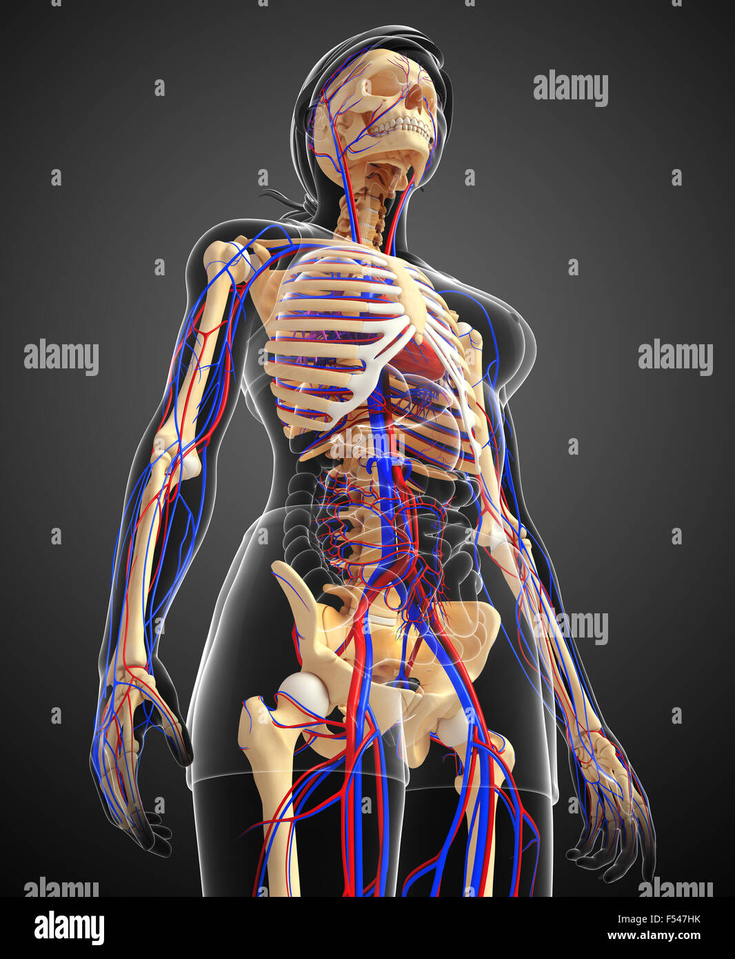 Illustration Of Human Skeletal Circulatory System Stock Photo Alamy illustration-of-human-skeletal-circulatory-system-stock-photo-alamy