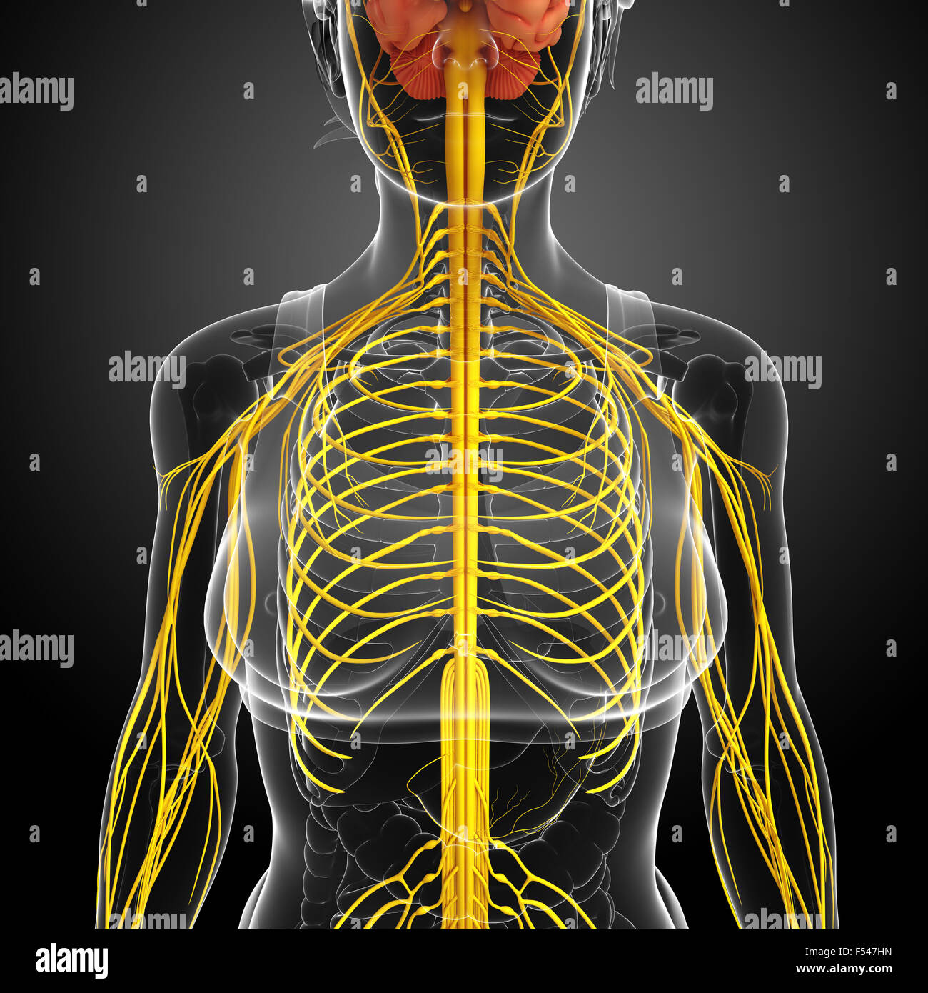 Illustration of Female nervous system artwork Stock Photo - Alamy