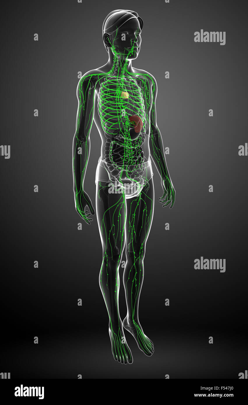 Illustration of male body lymphatic system Stock Photo - Alamy