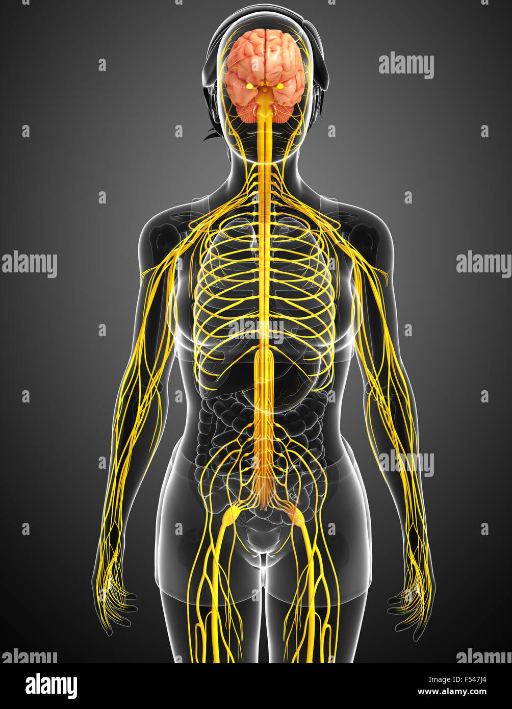 Illustration of Female nervous system artwork Stock Photo - Alamy