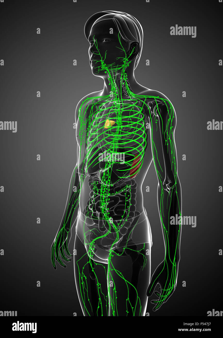 Illustration of male body lymphatic system Stock Photo - Alamy