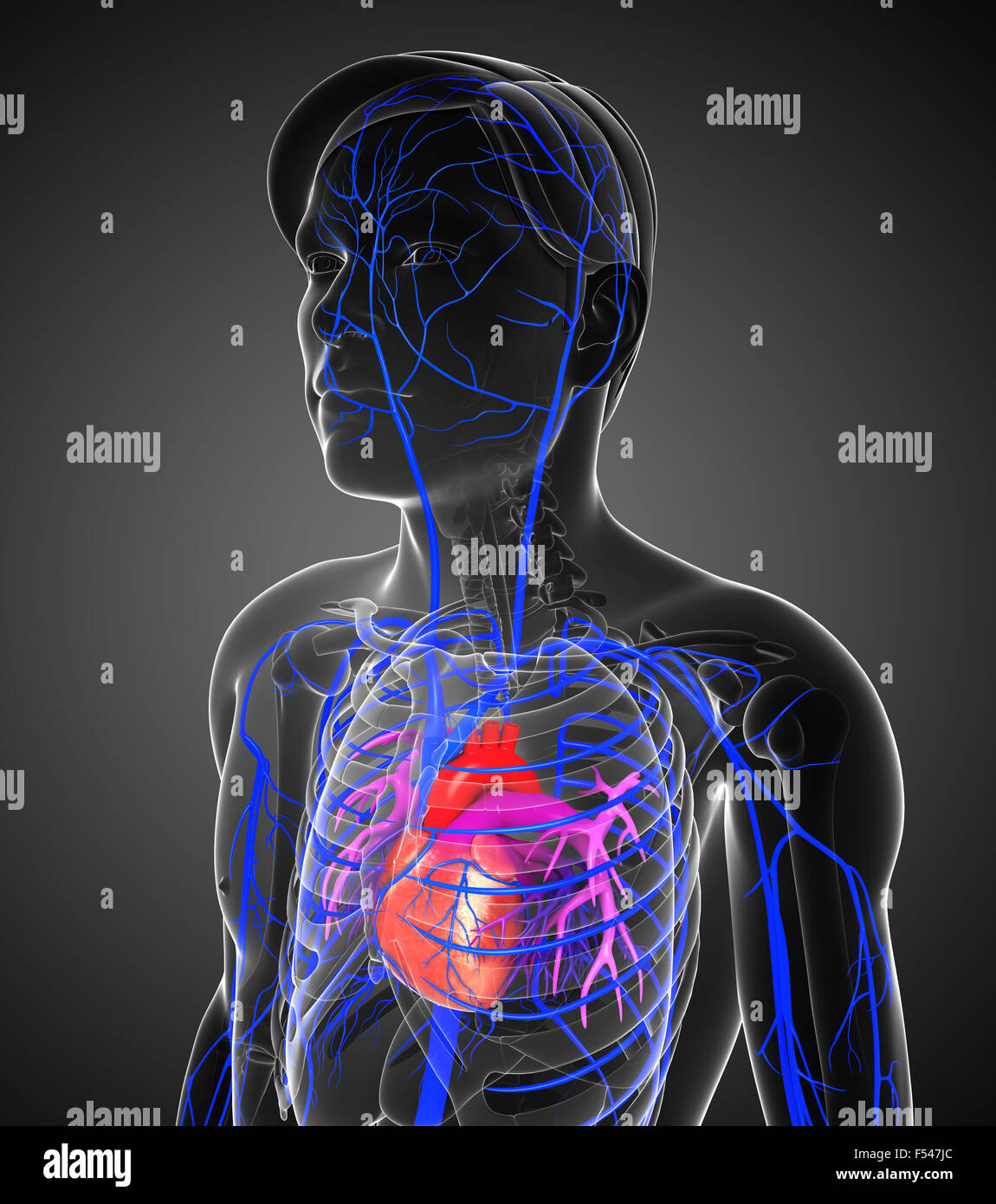 3d rendered illustration of human body anatomy Stock Photo - Alamy