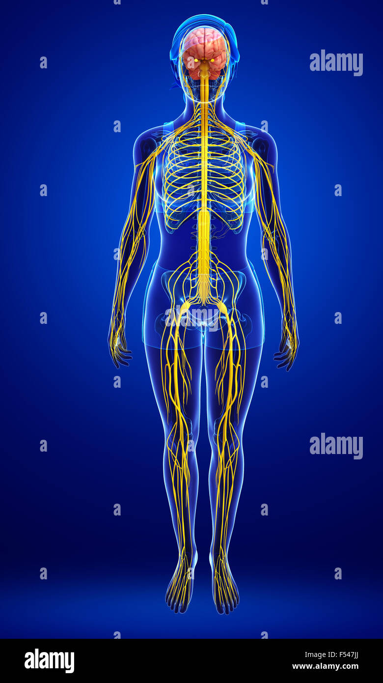Illustration of Female nervous system artwork Stock Photo - Alamy