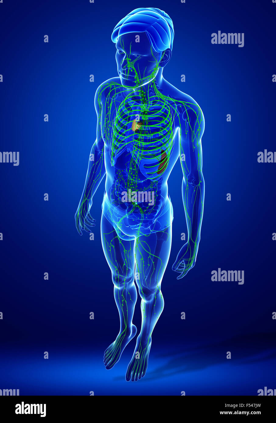 Illustration of male body lymphatic system Stock Photo - Alamy