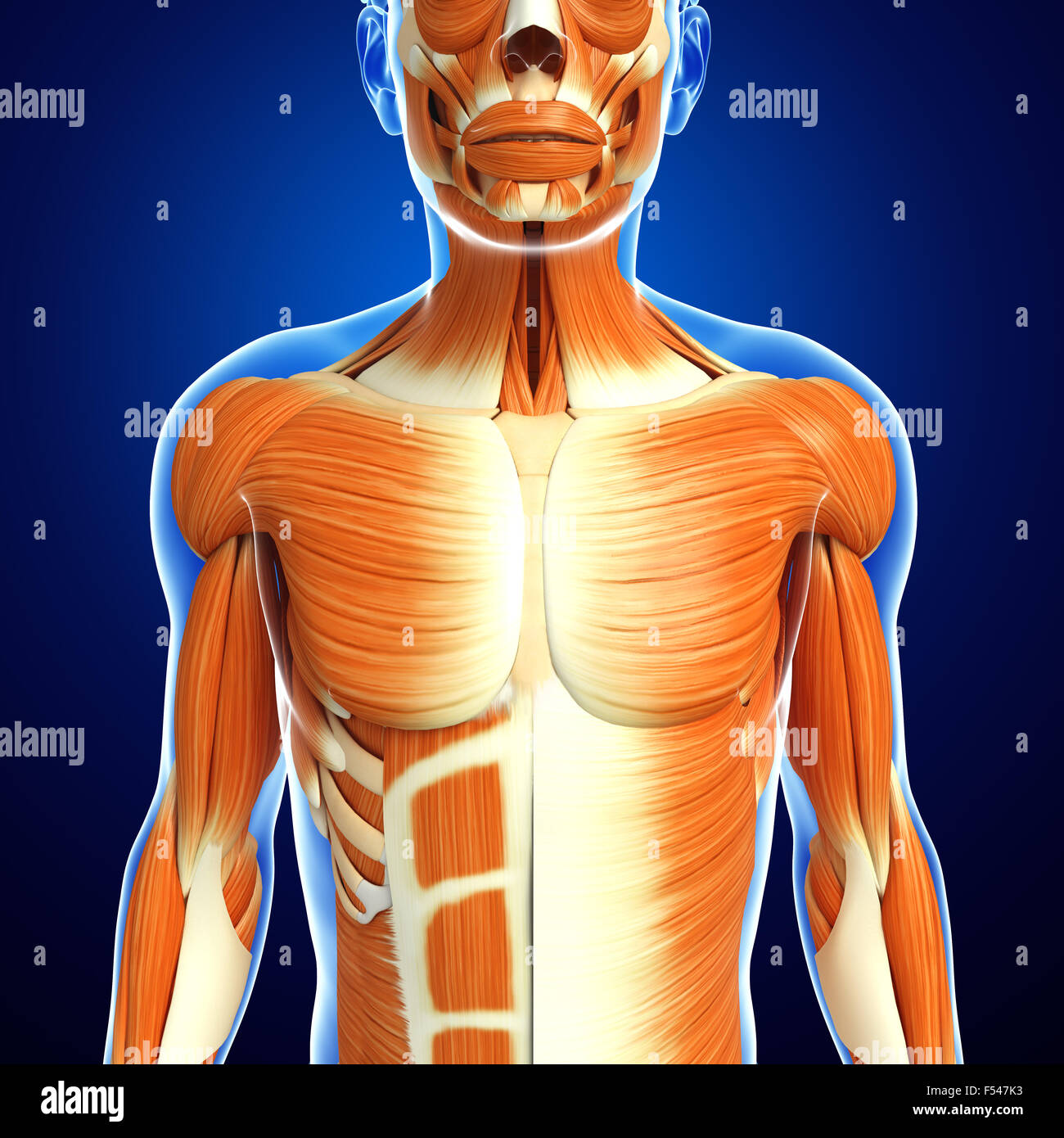 3d rendered illustration of human body anatomy Stock Photo - Alamy