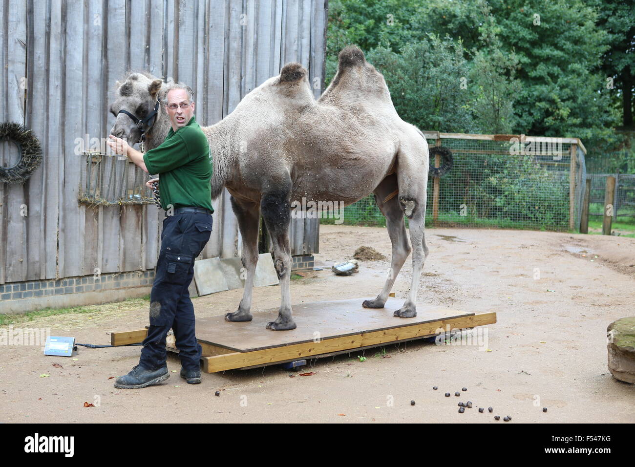 Animals annual weigh in at ZSL London Zoo Featuring: Bactrian Camel ...