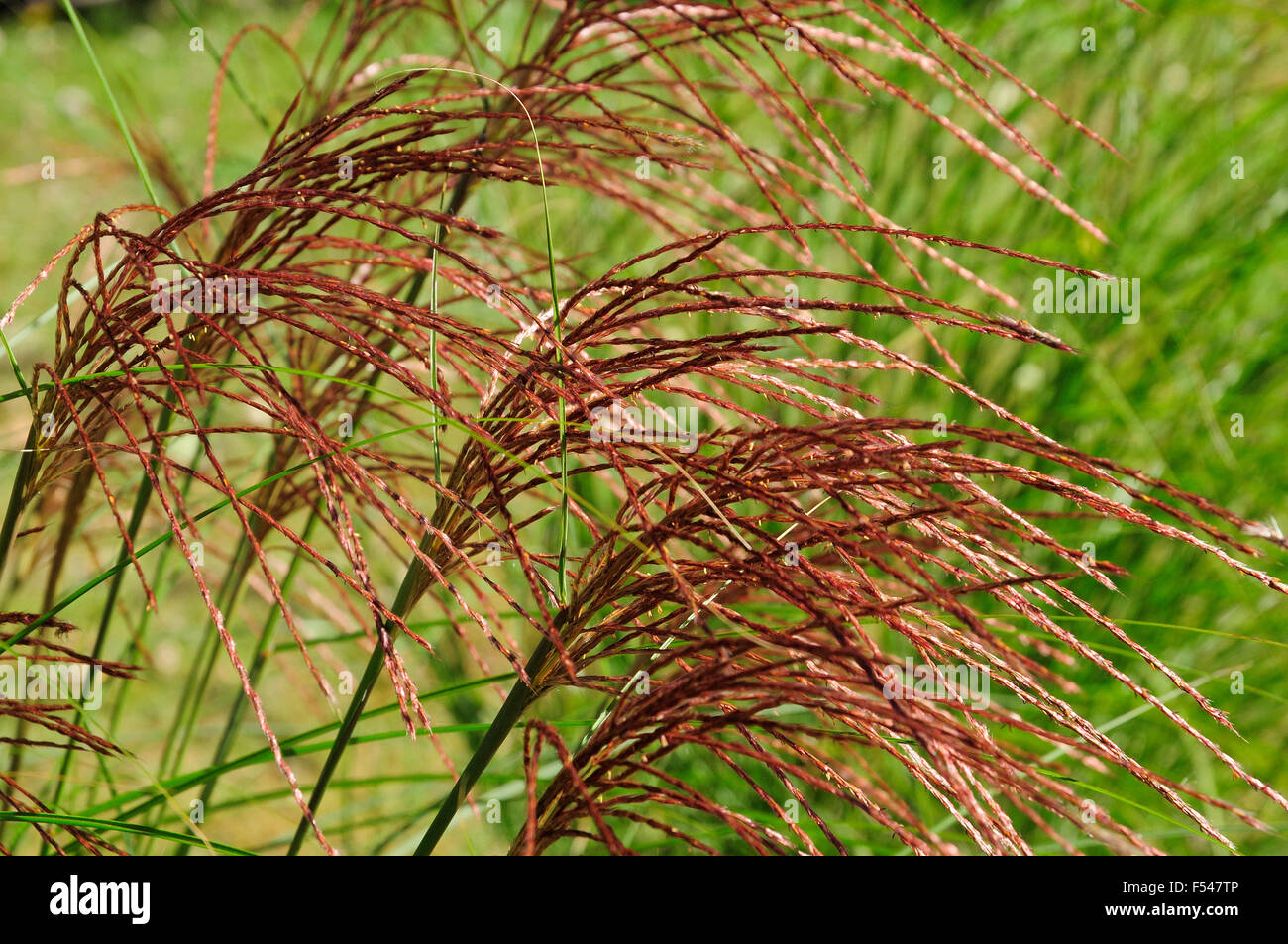 Wispy grass hi-res stock photography and images - Alamy