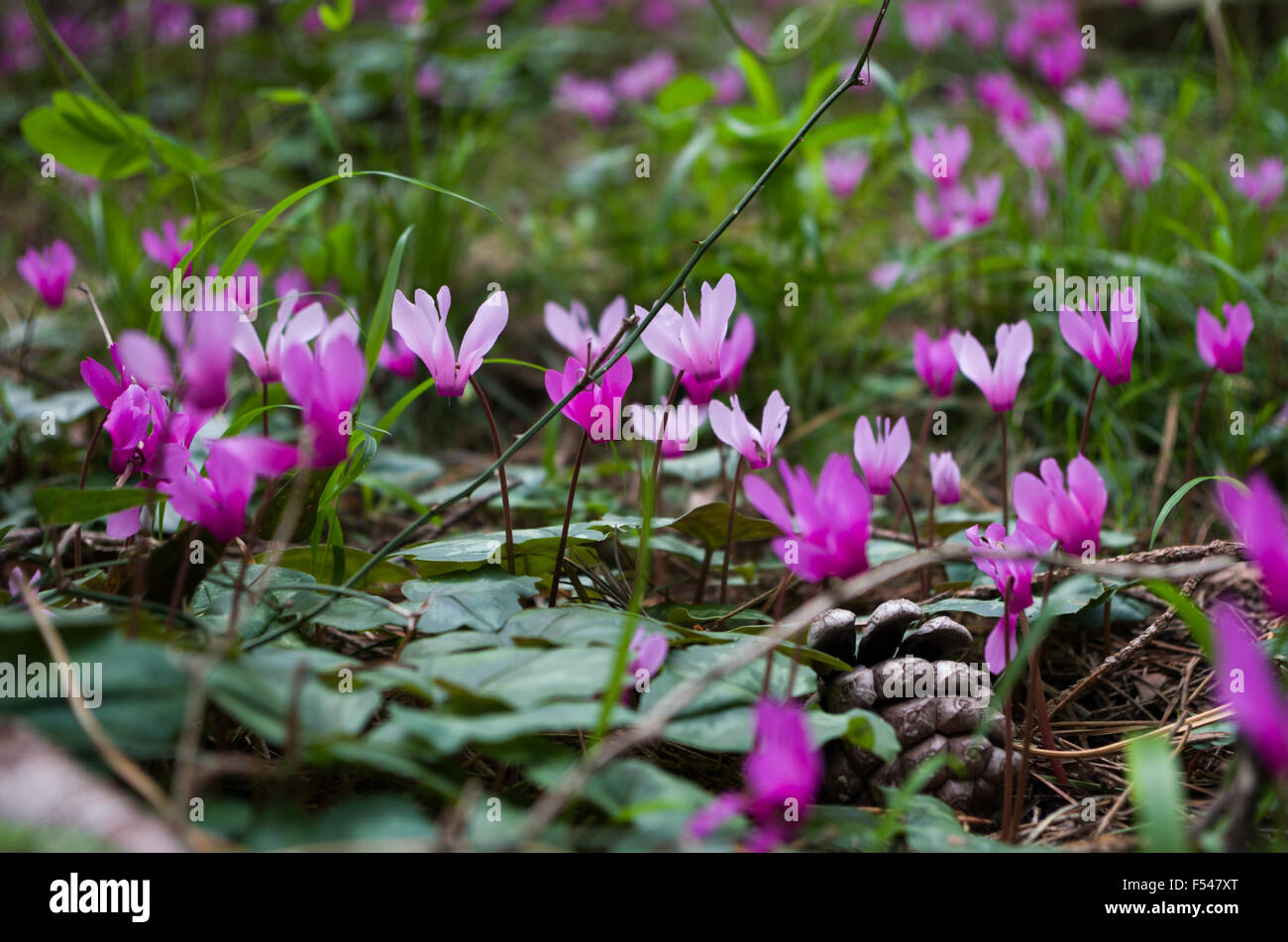 Cyclamen Cyprium High Resolution Stock Photography and Images - Alamy