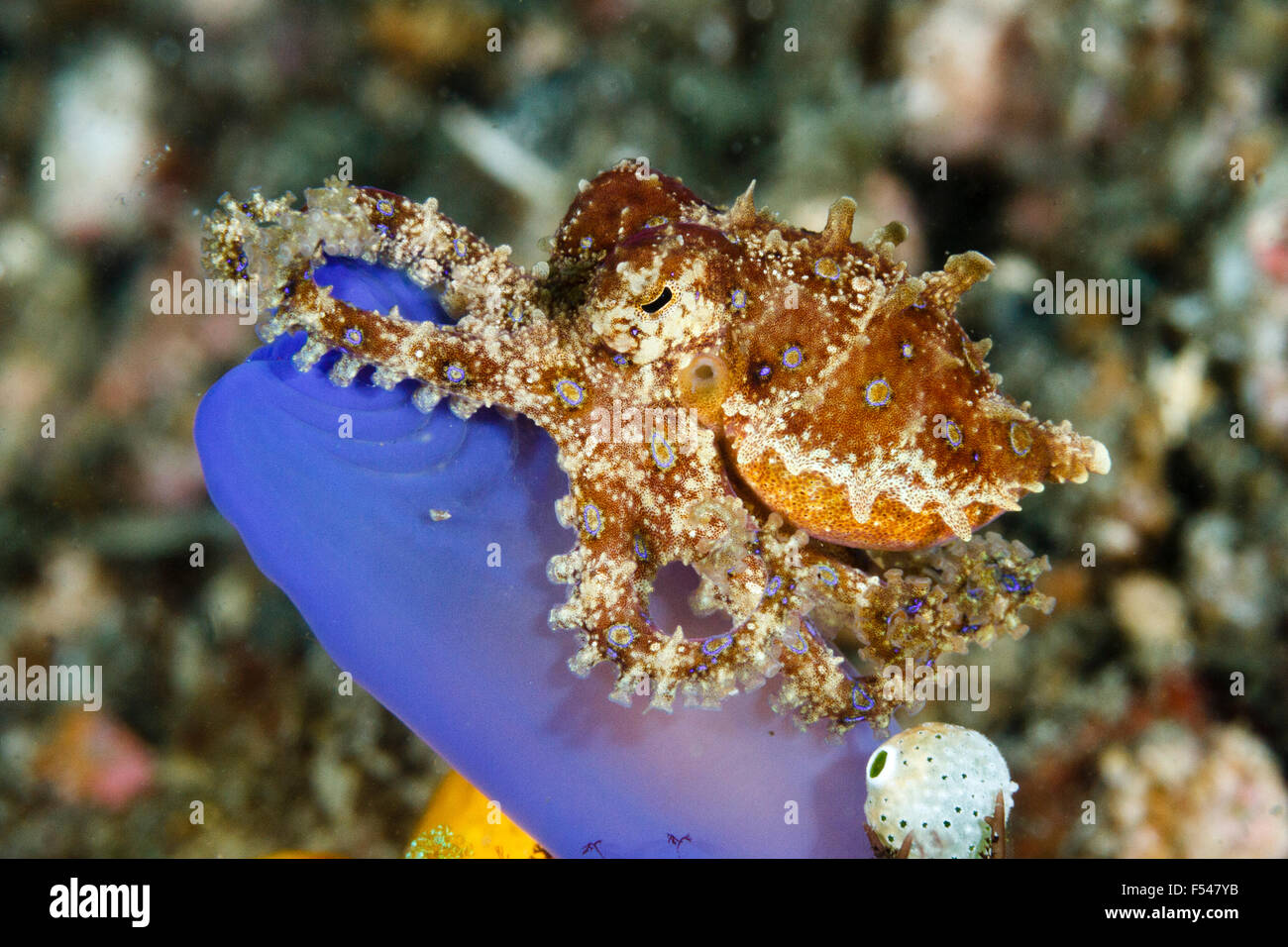Blue ringed octopus hi-res stock photography and images - Alamy