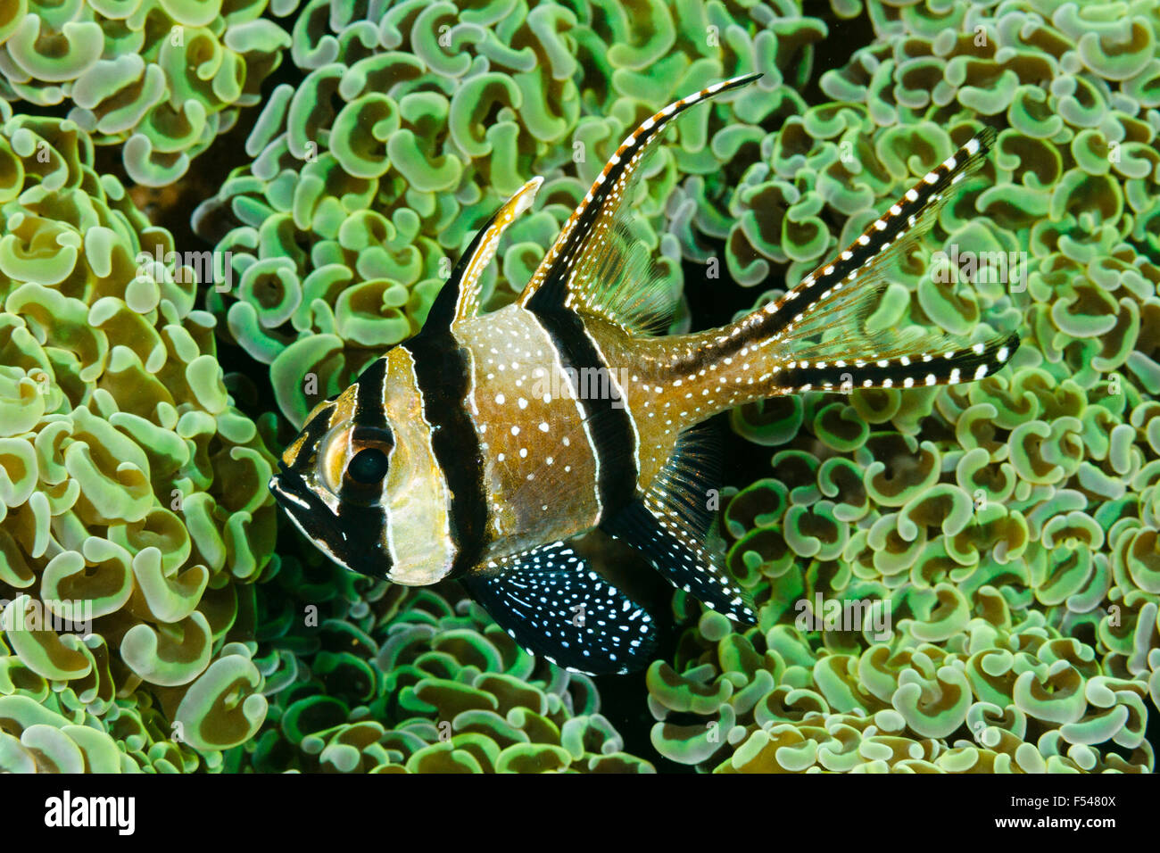 Bangaii cardinal fish (Pterapogon kauderni) sea anemone, Lembeh Strait ...