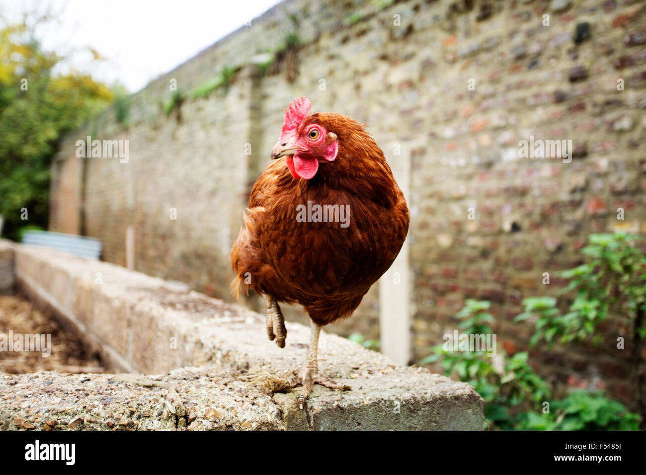 Hen standing in one leg in a farm Stock Photo - Alamy
