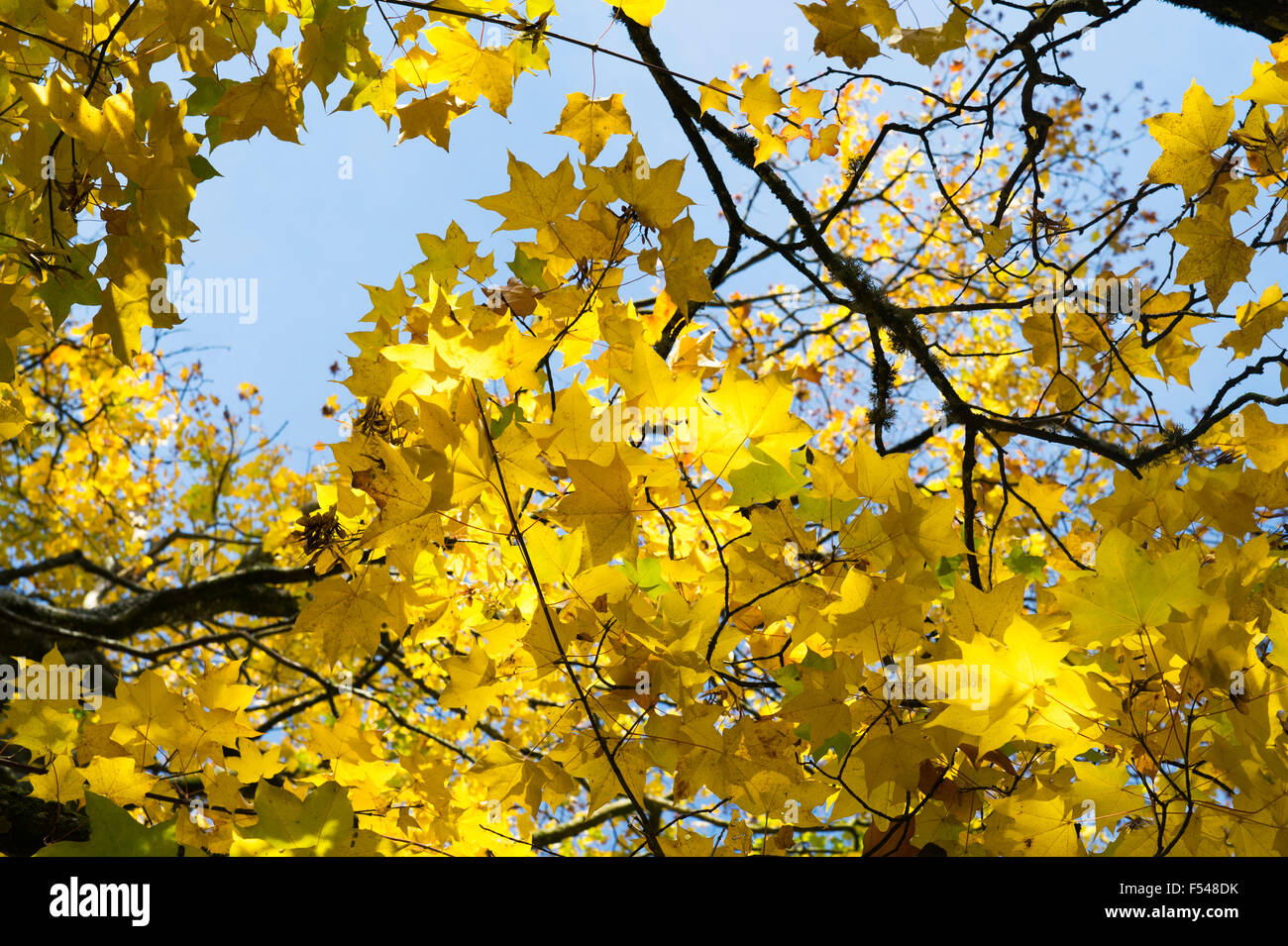 Golden cappadocian hi-res stock photography and images - Alamy