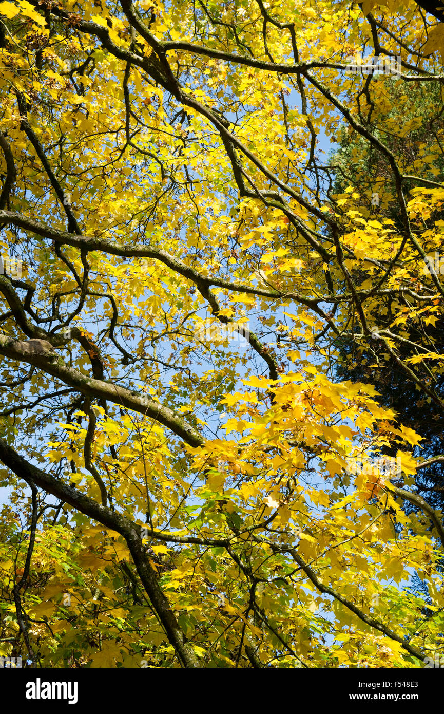 Acer cappadocicum 'Aureum' . Golden Cappadocian maple tree canopy in ...