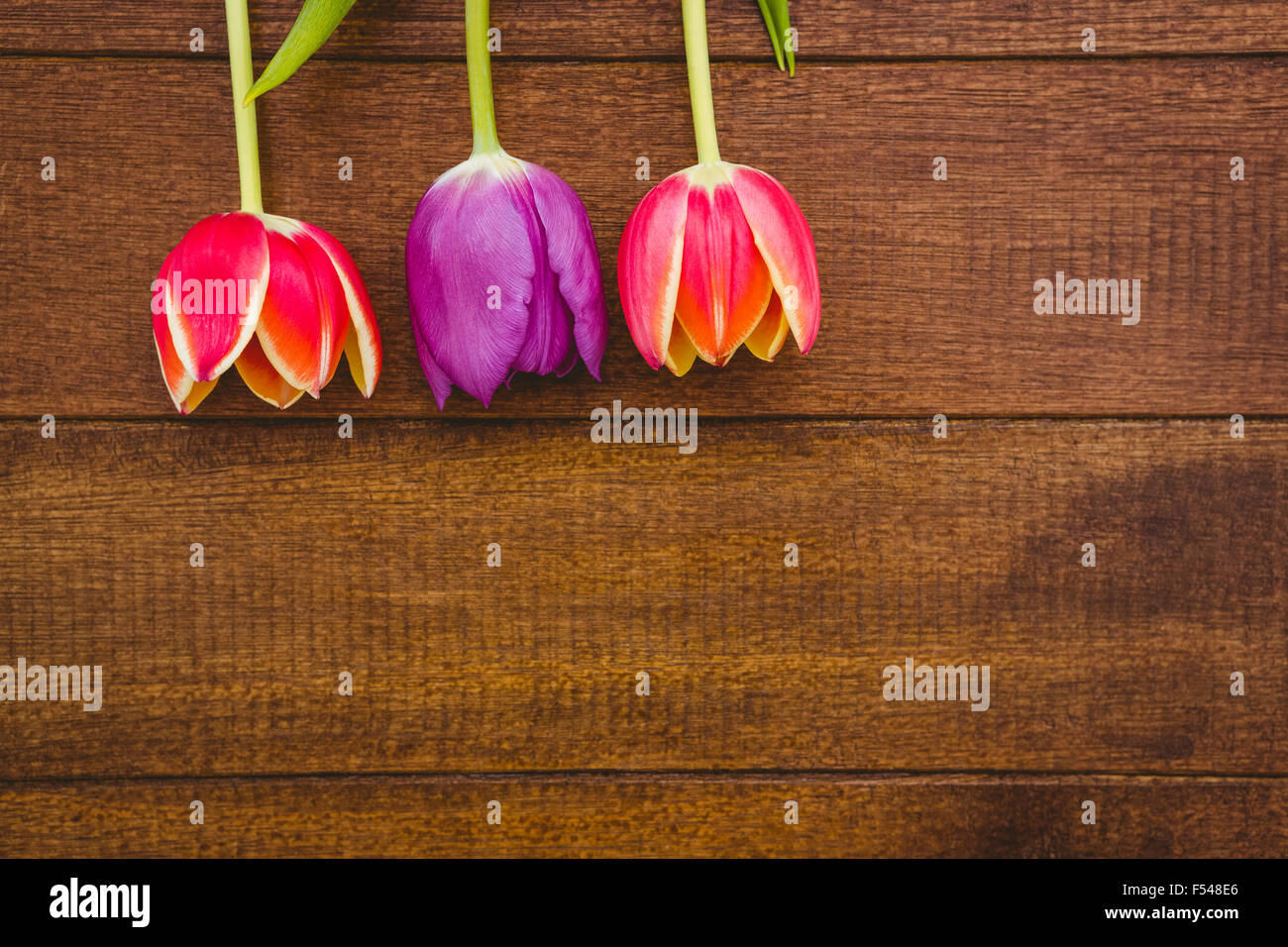 Purple and red flowers hi-res stock photography and images - Alamy
