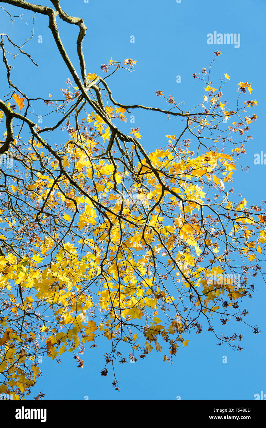 Acer cappadocicum 'Aureum' . Golden Cappadocian maple tree canopy in ...