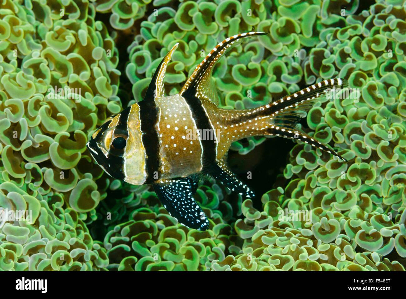Pterapogon Kauderni Tropical High Resolution Stock Photography and ...