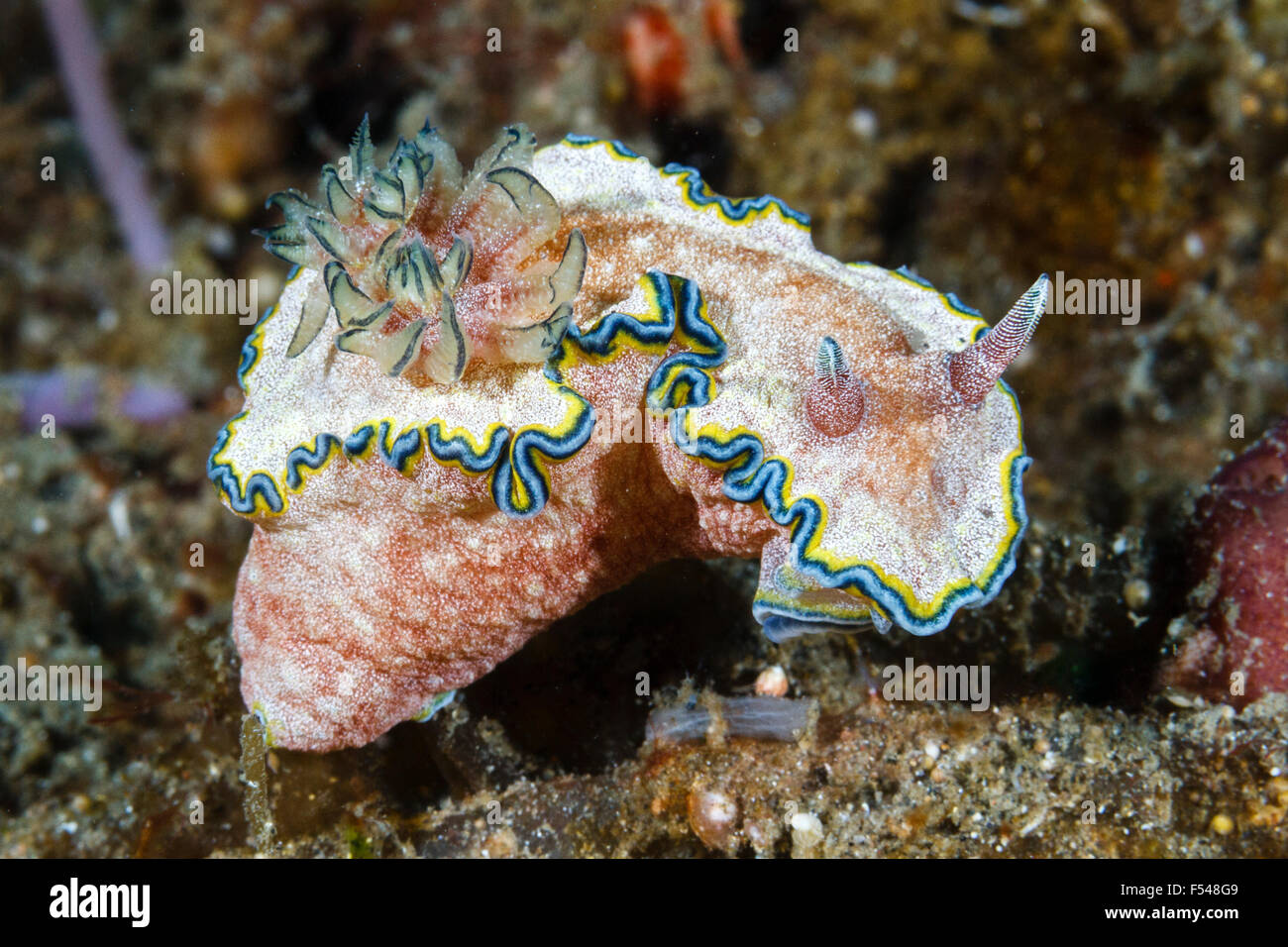 Nudibranch glossodoris hi-res stock photography and images - Alamy