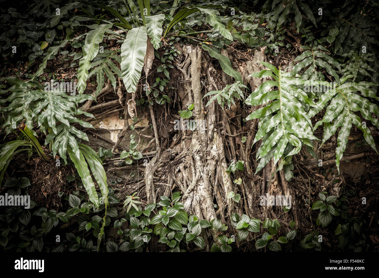 Tropical rainforest background Stock Photo - Alamy