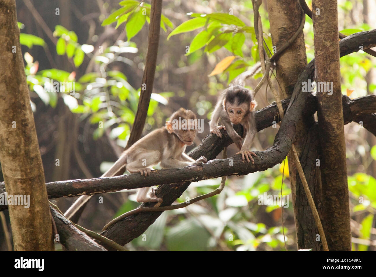 Young long tailed macaques hi-res stock photography and images - Alamy