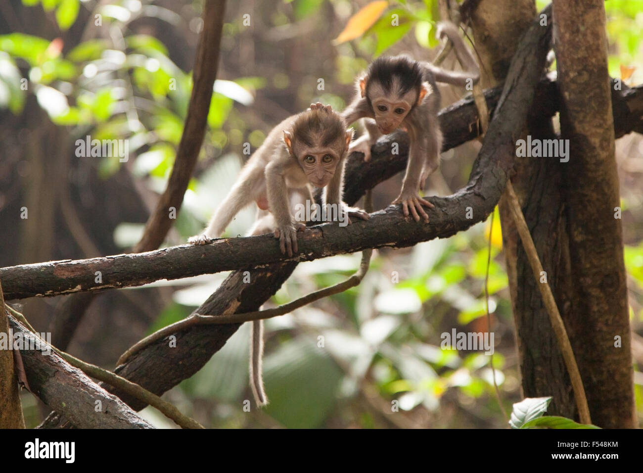Young macaque monkeys Stock Photo - Alamy