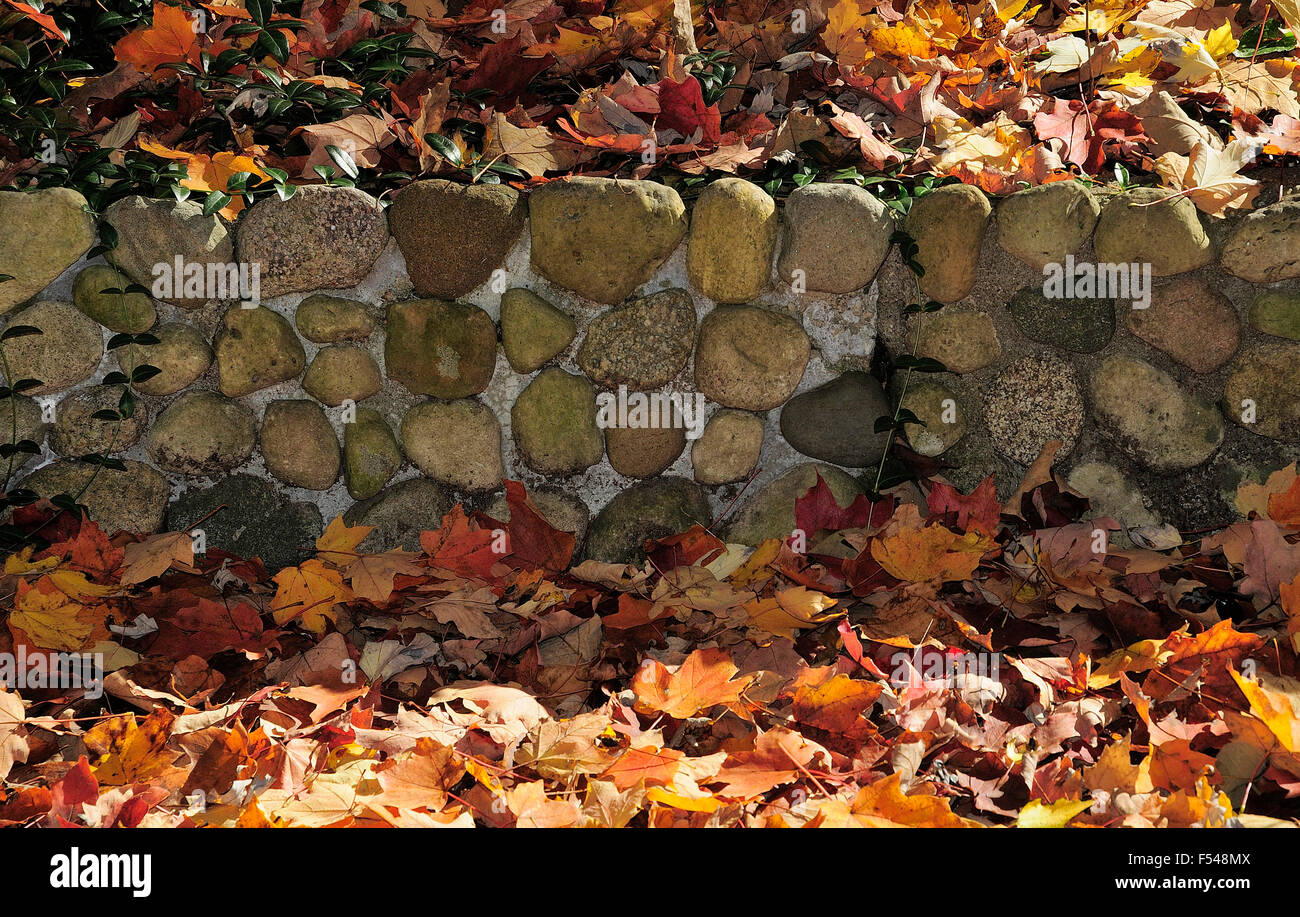 Autumn leaves in full bloom and stone river rock wall Stock Photo - Alamy