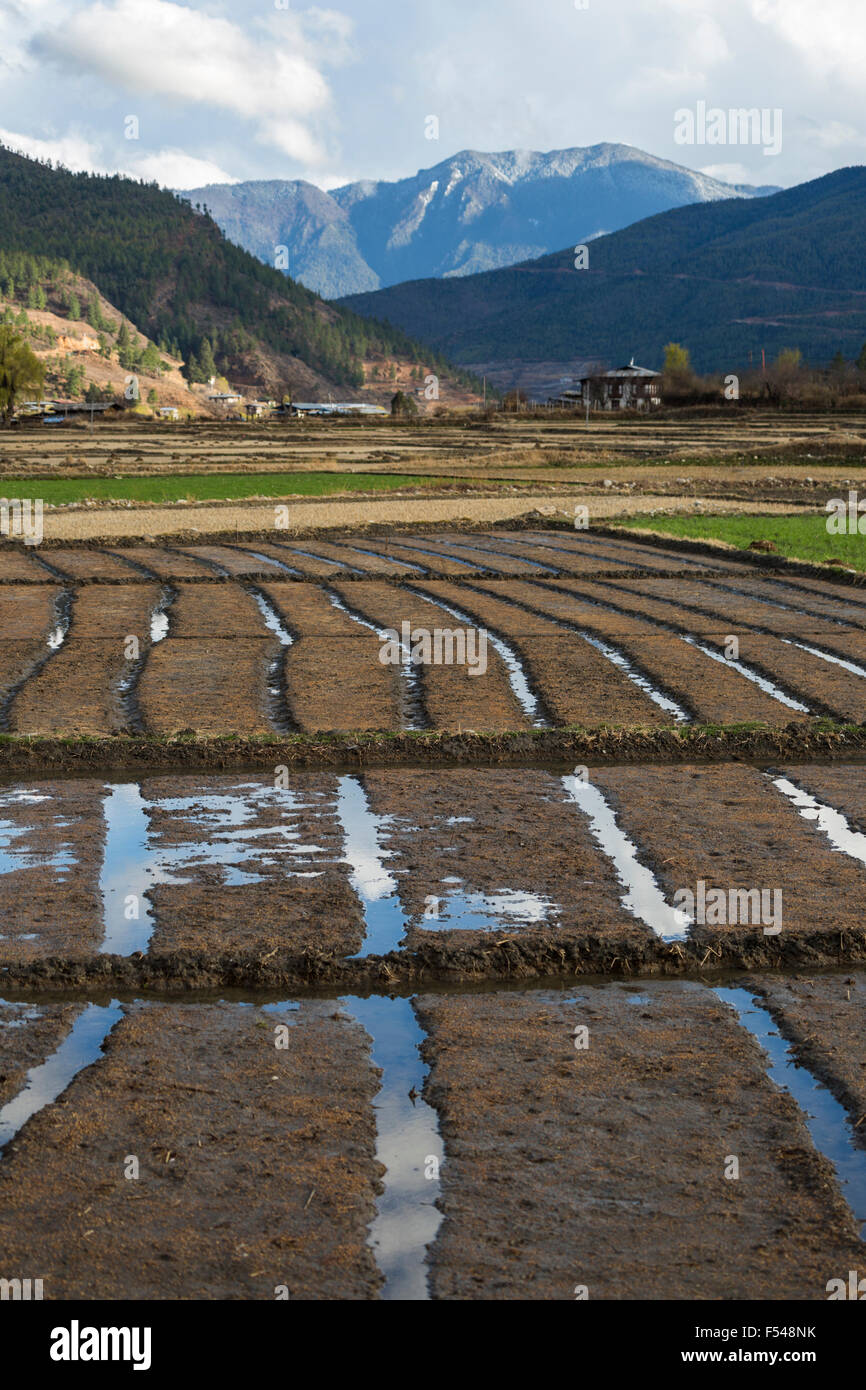 Rice paddies, Paro, Bhutan Stock Photo - Alamy
