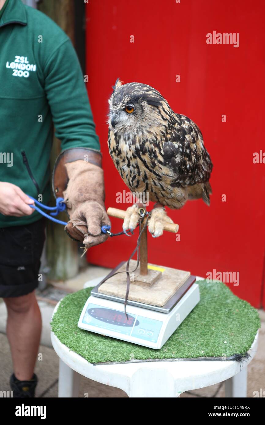 Animals annual weigh in at ZSL London Zoo Featuring: Eagle Owl Where ...