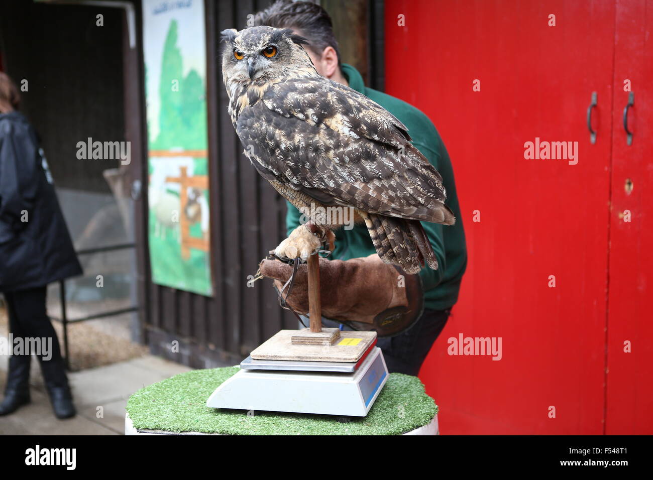 Animals annual weigh in at ZSL London Zoo Featuring: Eagle Owl Where ...